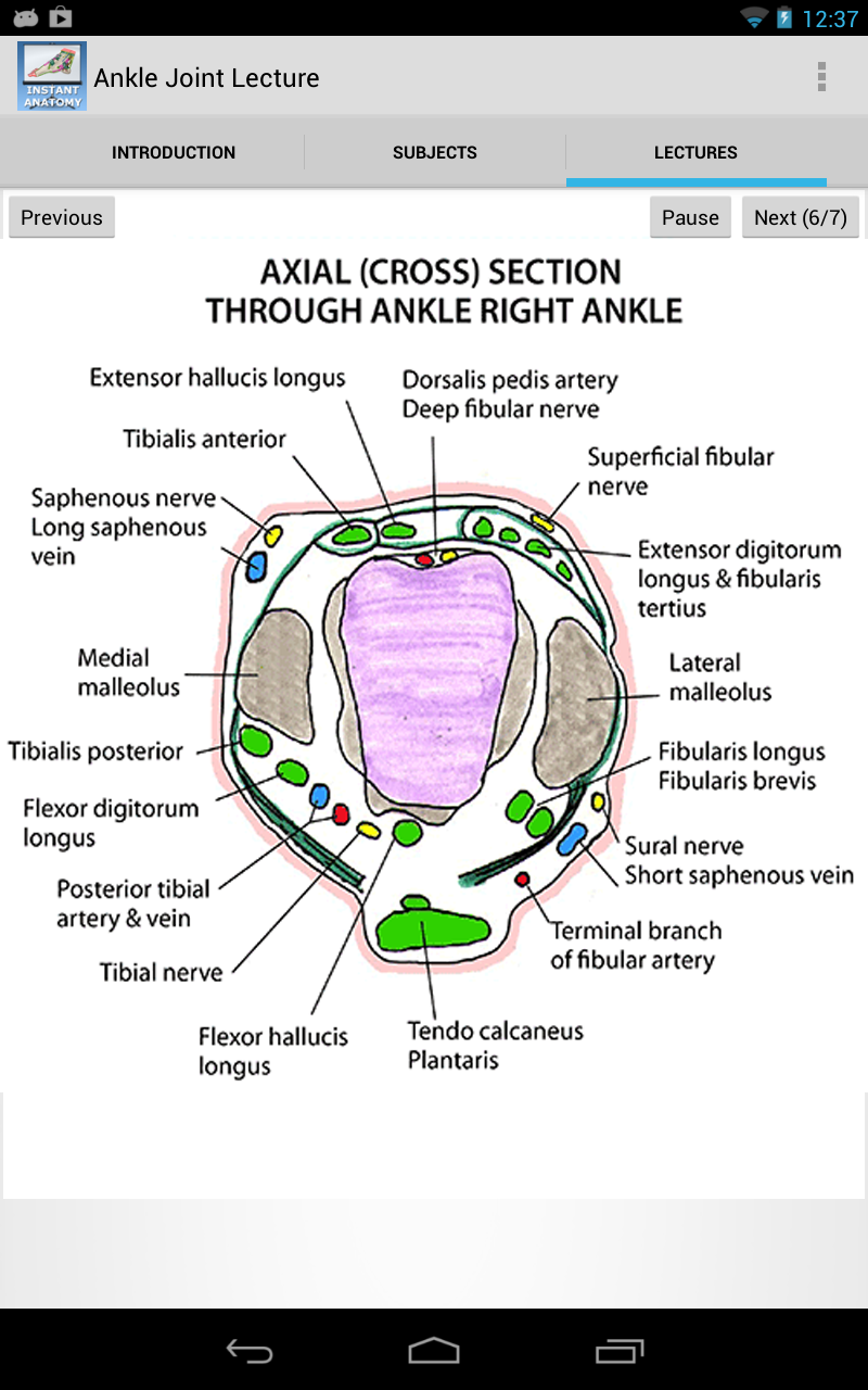 Anatomy of the Ankle Joint:www.amazon.com:Appstore for Android