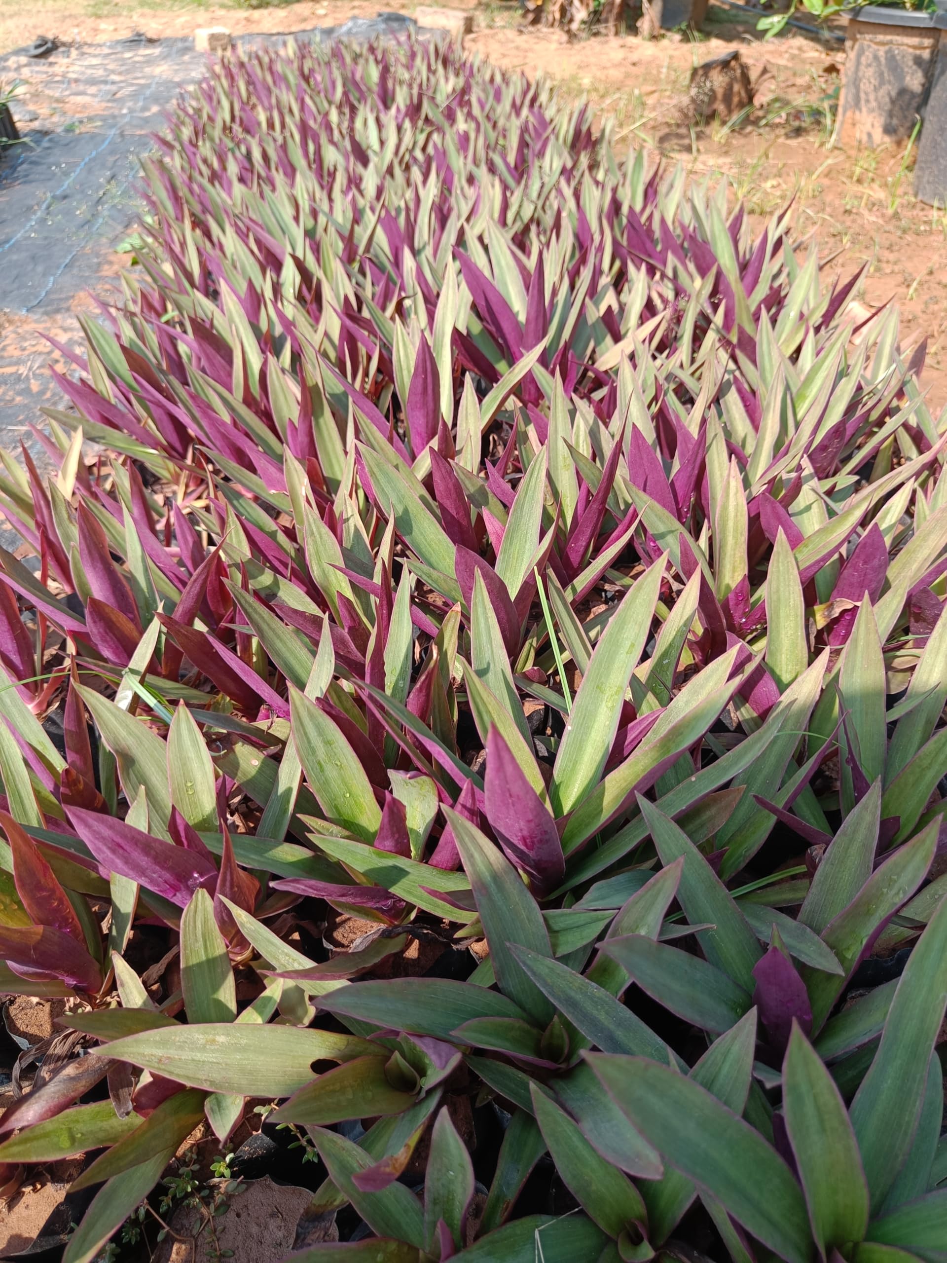 Rhoeo Discolor Baby Rhoeo 'Discolor' | Oyster Plant – Gardeners