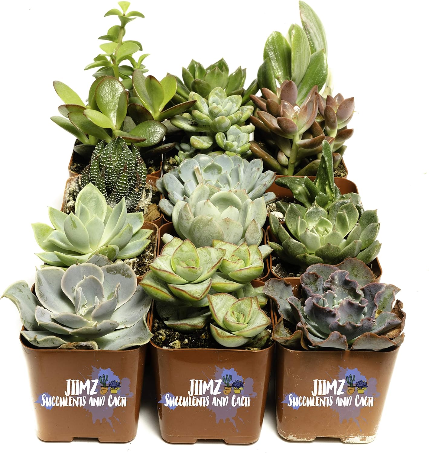 Amazon.com : Succulent Assorted Pack- Perfect for Weddings, Party ...