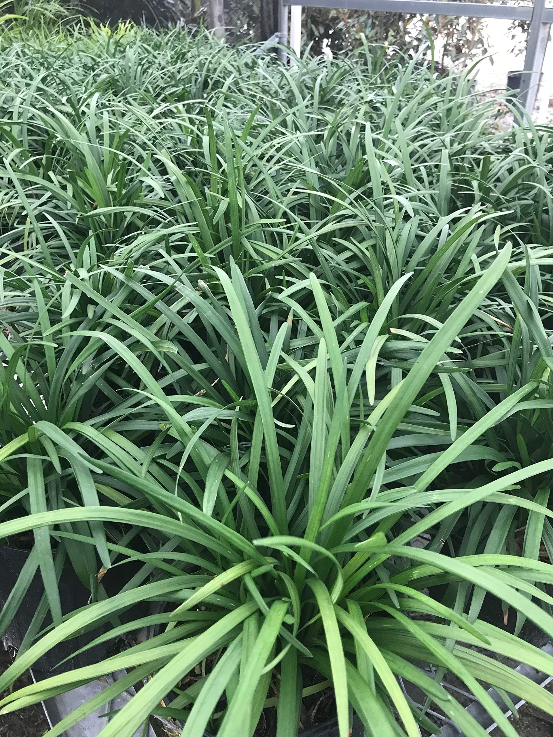 Amazon.com : Big Blue Liriope Muscari | 54 Count Tray | Drought ...