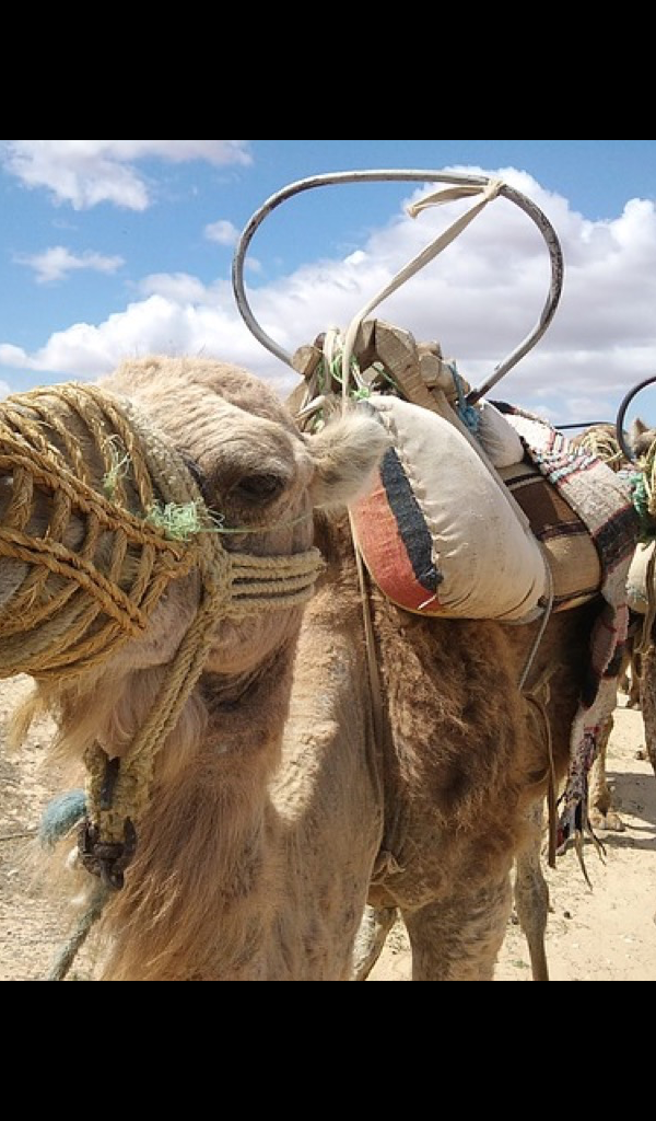 funny camel Wallpaper -- HD Wallpapers of funny camels! - App on Amazon ...