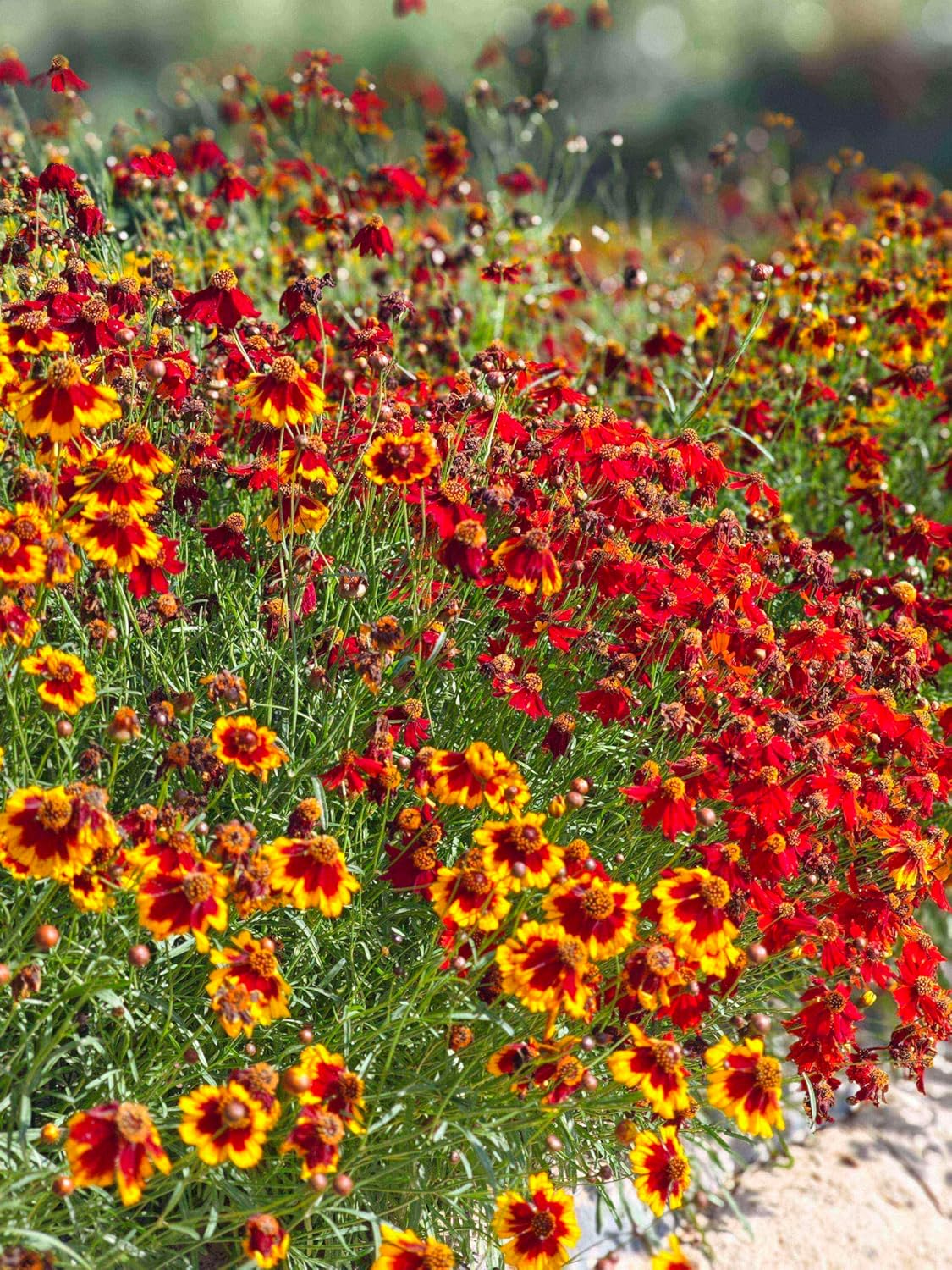 450 Seeds, Coreopsis Flower Seeds, Dense Blooms Perennial Flower ...