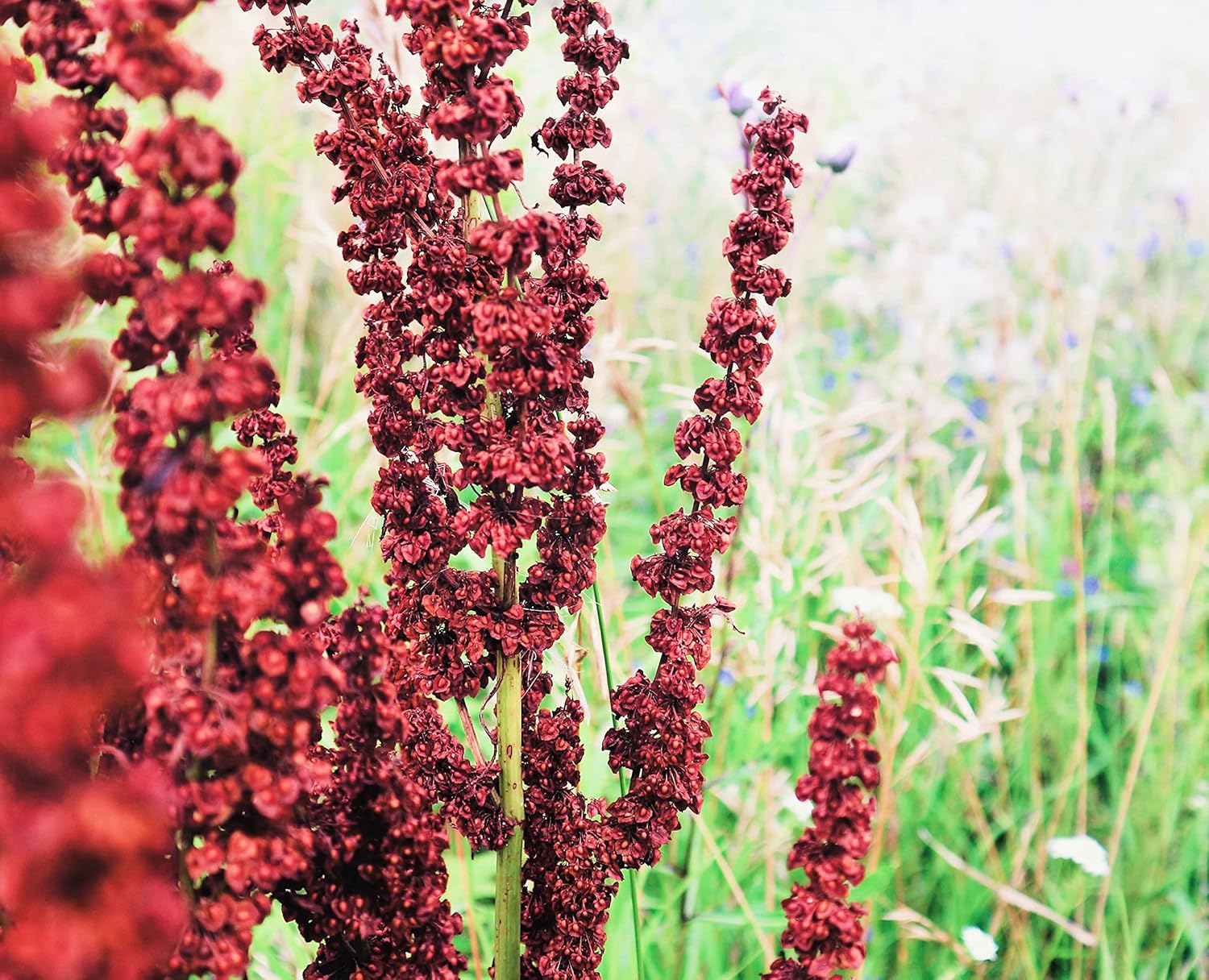 Amazon.com : Cactusweed Seeds for Planting (50 Seeds) - Rumex crispus