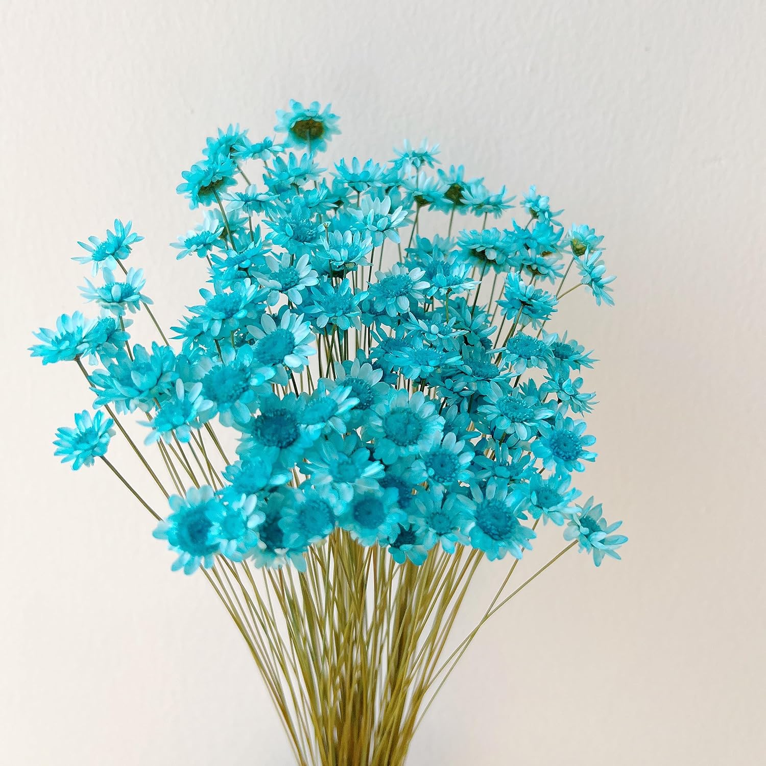 Amazon.com: Natural - Dried - Flowers Brazilian Small Star Daisy Dried ...