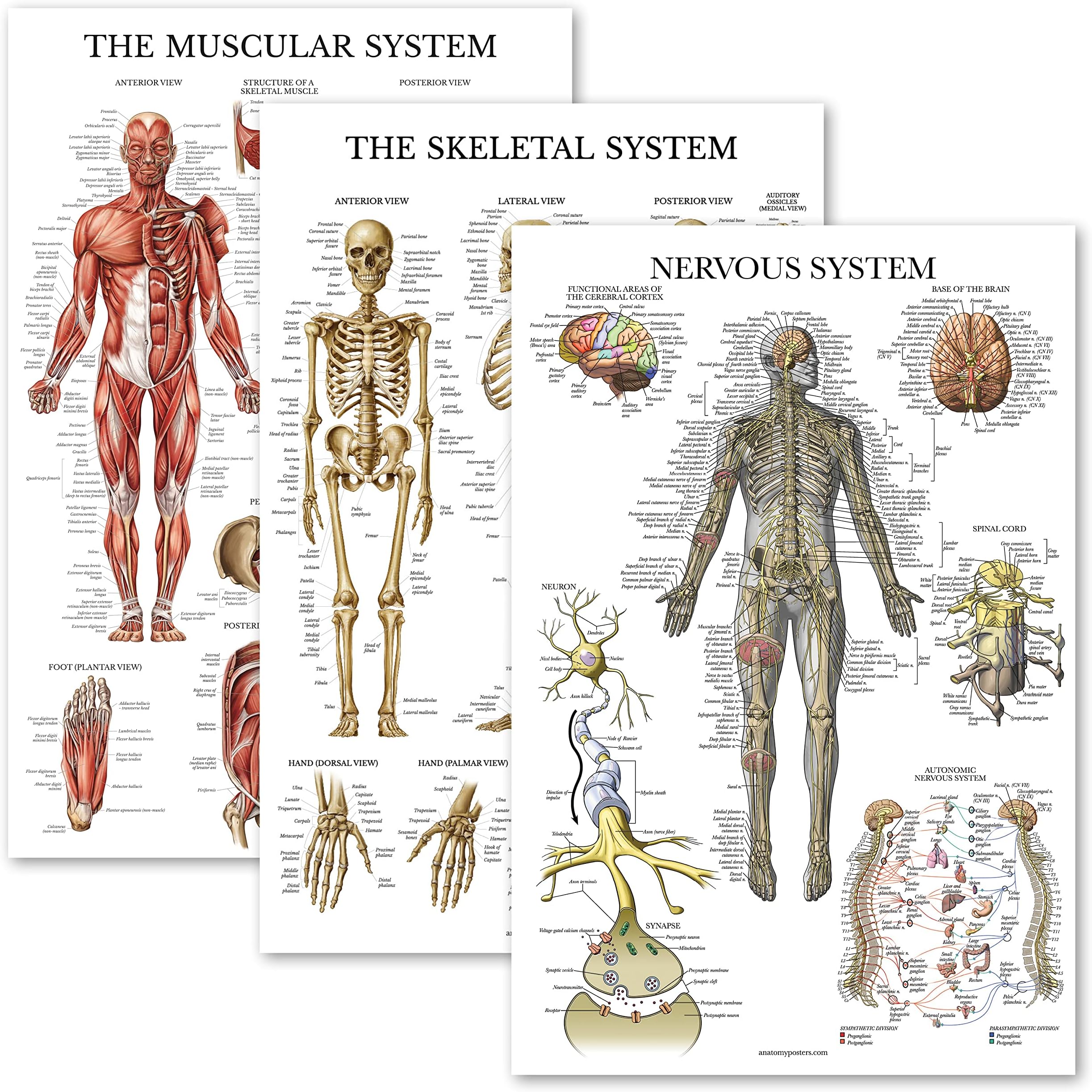 Amazon.com: Palace Learning Muscular System Anatomical Poster ...