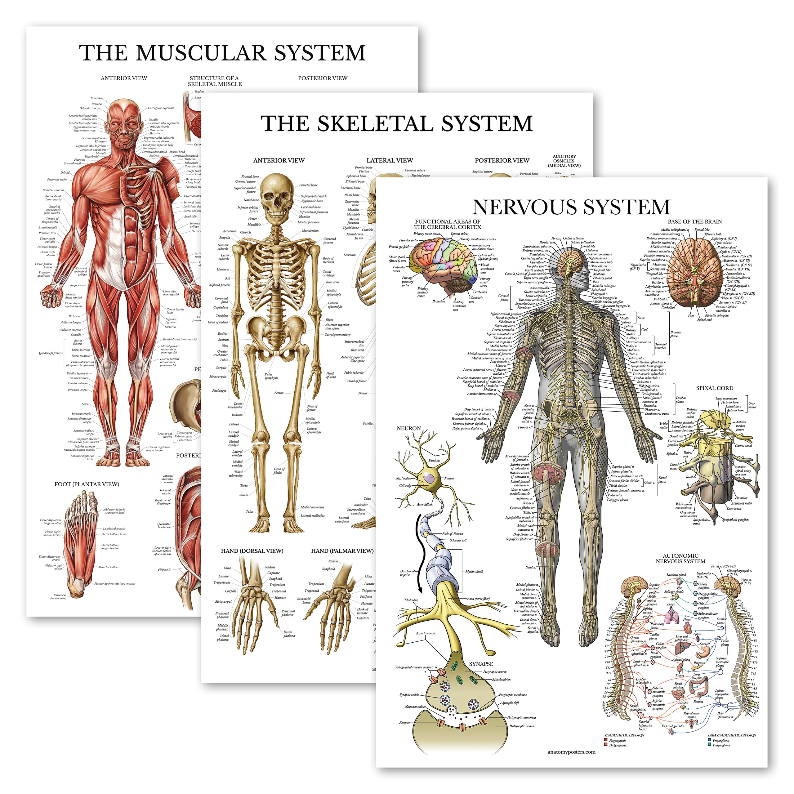Buy Palace Learning 3 Pack Muscle Skeleton Nervous System Anatomy 
