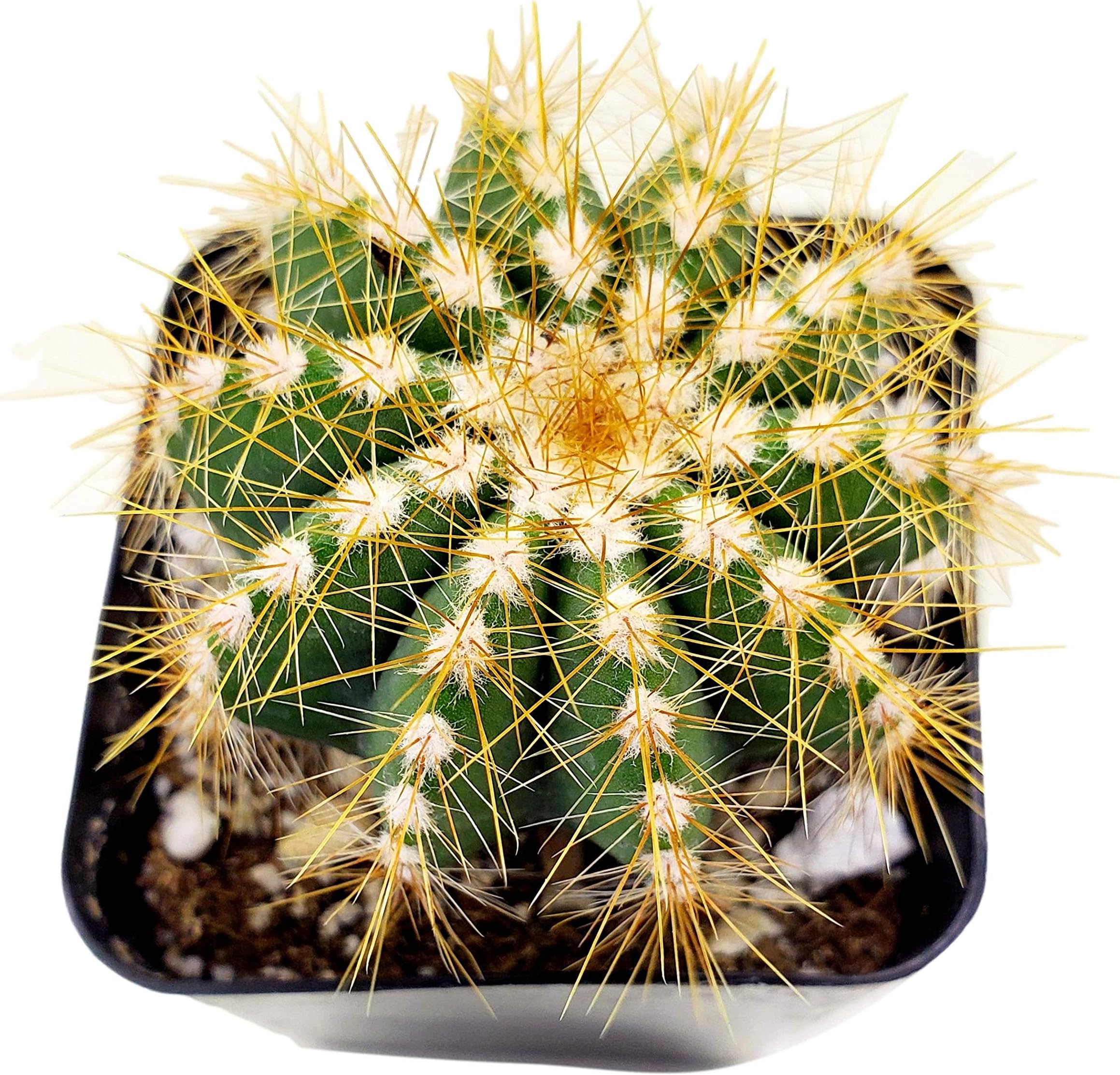 Amazon.com : Fat Plants San Diego Living Indoor Succulents and Cactus ...
