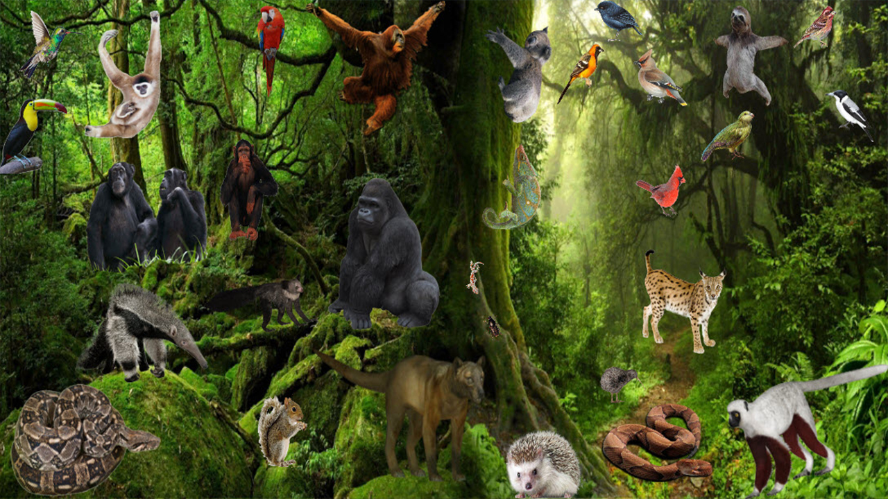 Learning Animal Sounds And Habitats - App on Amazon Appstore