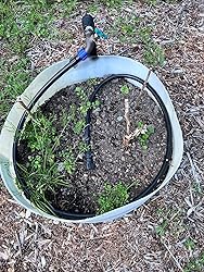 Amazon.com : 2 Dorman Red - Raspberry Plant - Everbearing - All Natural ...