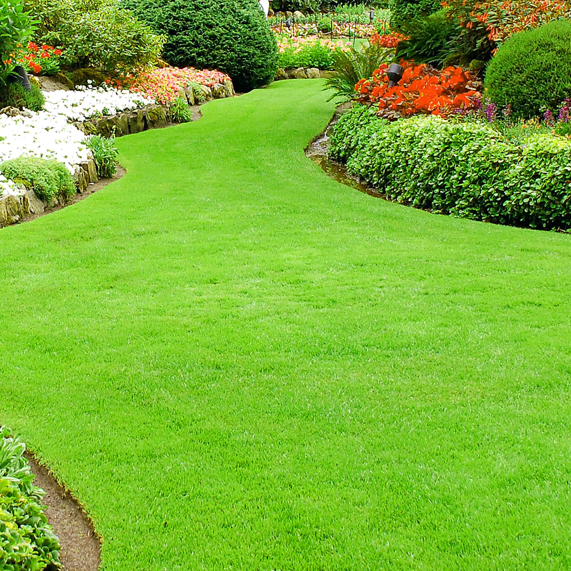 Low Maintenance Ground Cover Grass 10 Easy Care Groundcovers For Tough