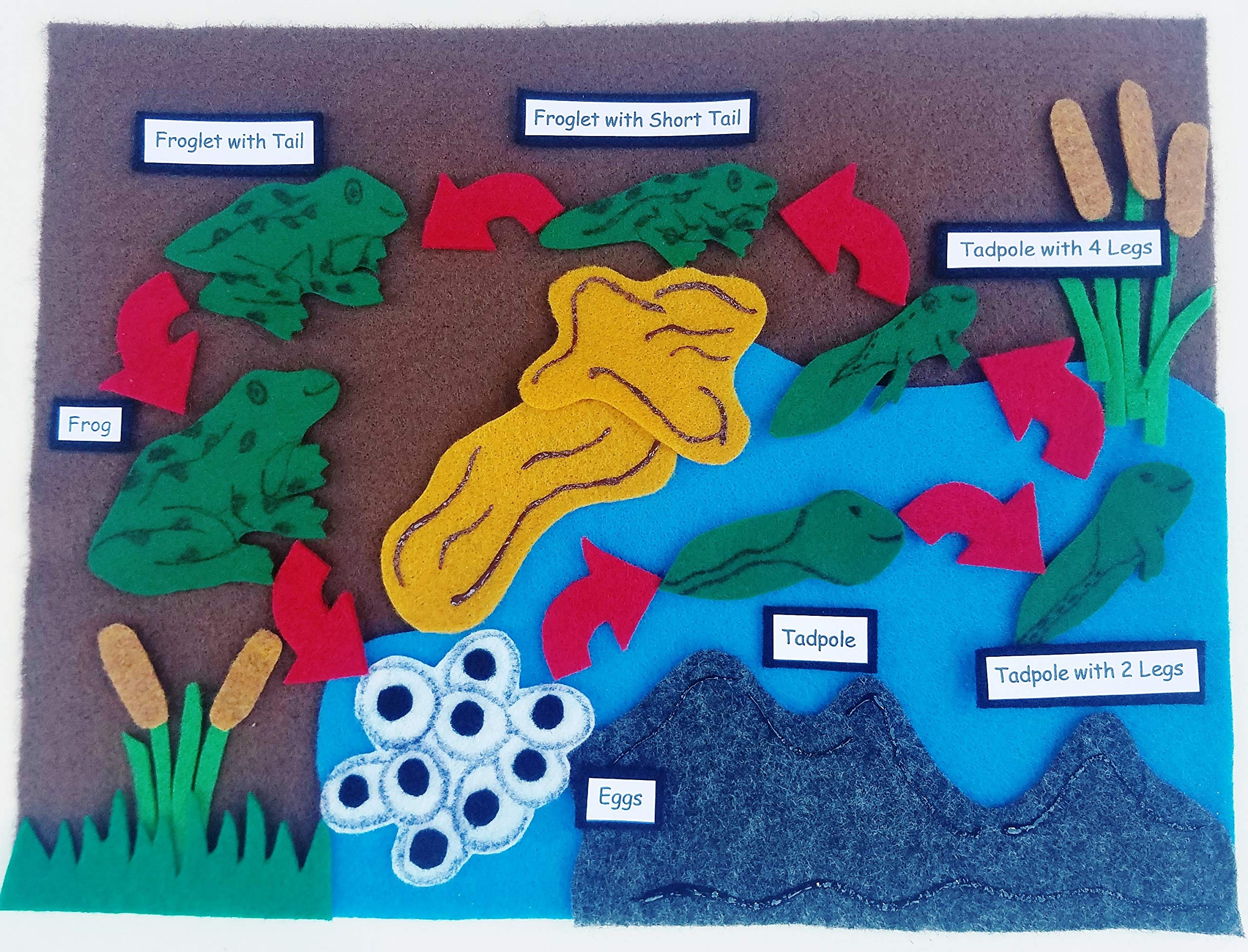 Buy Life Cycle Of A Frog Felt Set Homeschool Science Montessori buy-life-cycle-of-a-frog-felt-set-homeschool-science-montessori