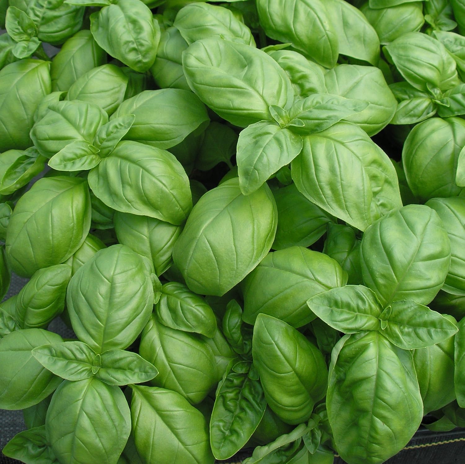 Amazon.com : Basil Sweet Nufar F-1 (1lb-300,00 Seeds) : Patio, Lawn ...