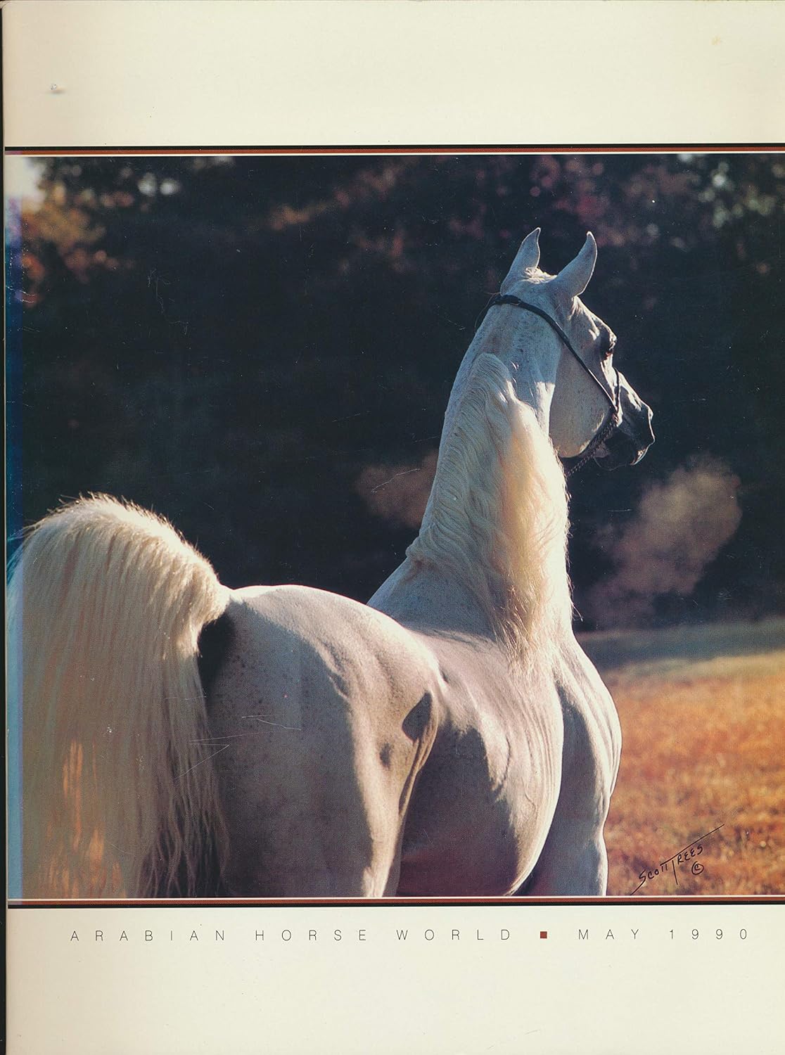 Arabian Horse World :Articles- 1990 Scottsdale Show Results; Leading ...