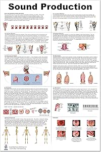 Amazon.com: Blue Tree Publishing Sound Production Anatomy Poster ...