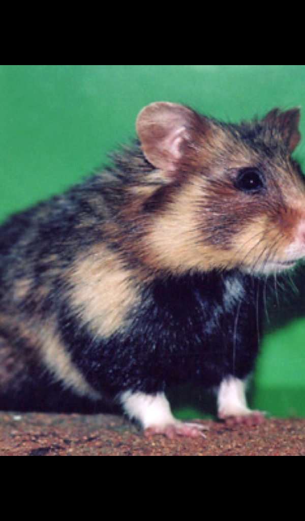 Hamster Wallpaper -- HD Wallpapers of Hamsters! - App on Amazon Appstore