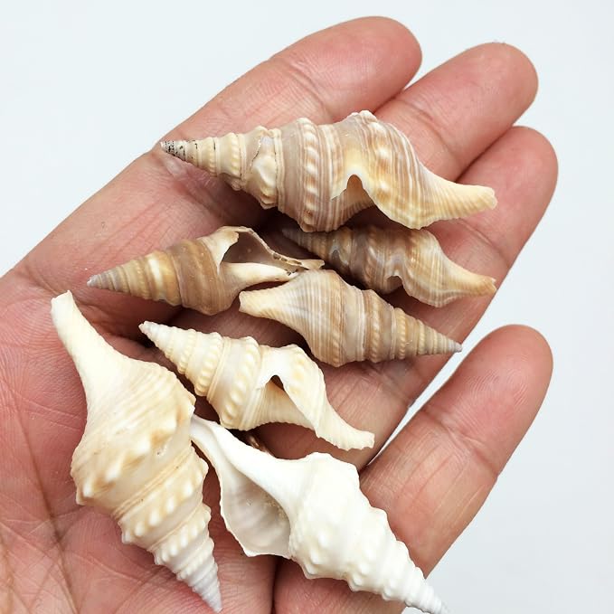 Amazon.com: PEPPERLONELY Javanna Sea Shells, 6 OZ Apprx. 180+ PC Shells ...
