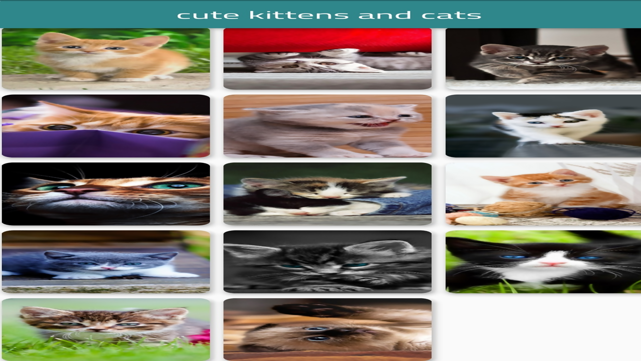 Cute cats wallpaper - App on Amazon Appstore