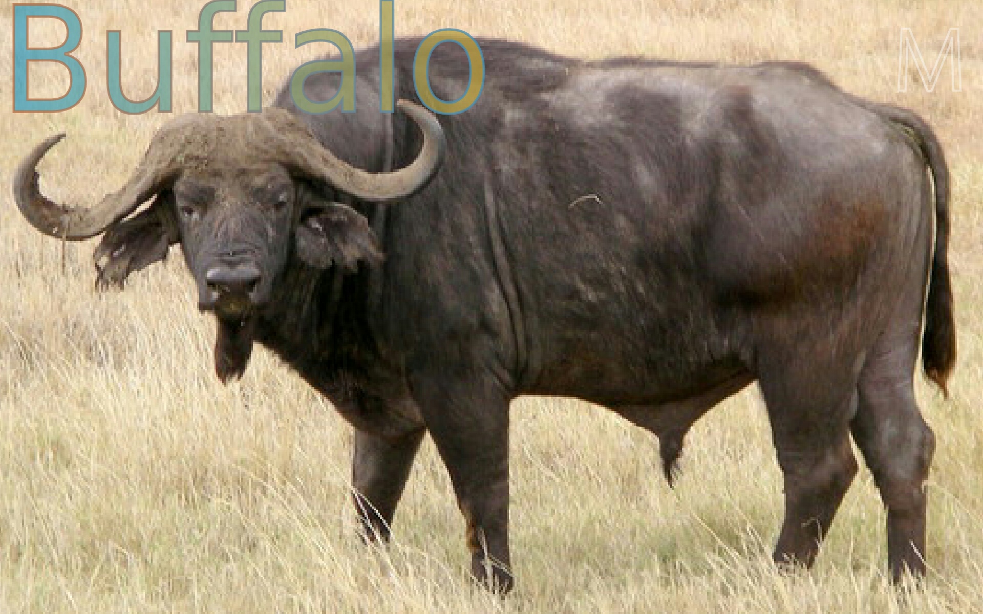 Wild Animals - App on Amazon Appstore