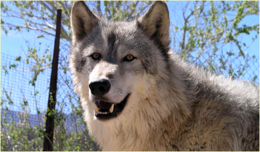 1080p Animals Wallpapers - App on the Amazon Appstore