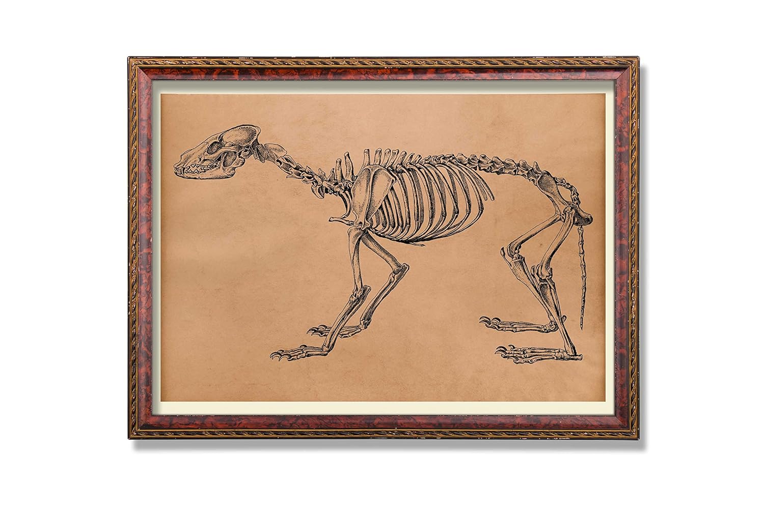 Amazon.com: Animal anatomy print Antique skeleton art Anatomical poster ...