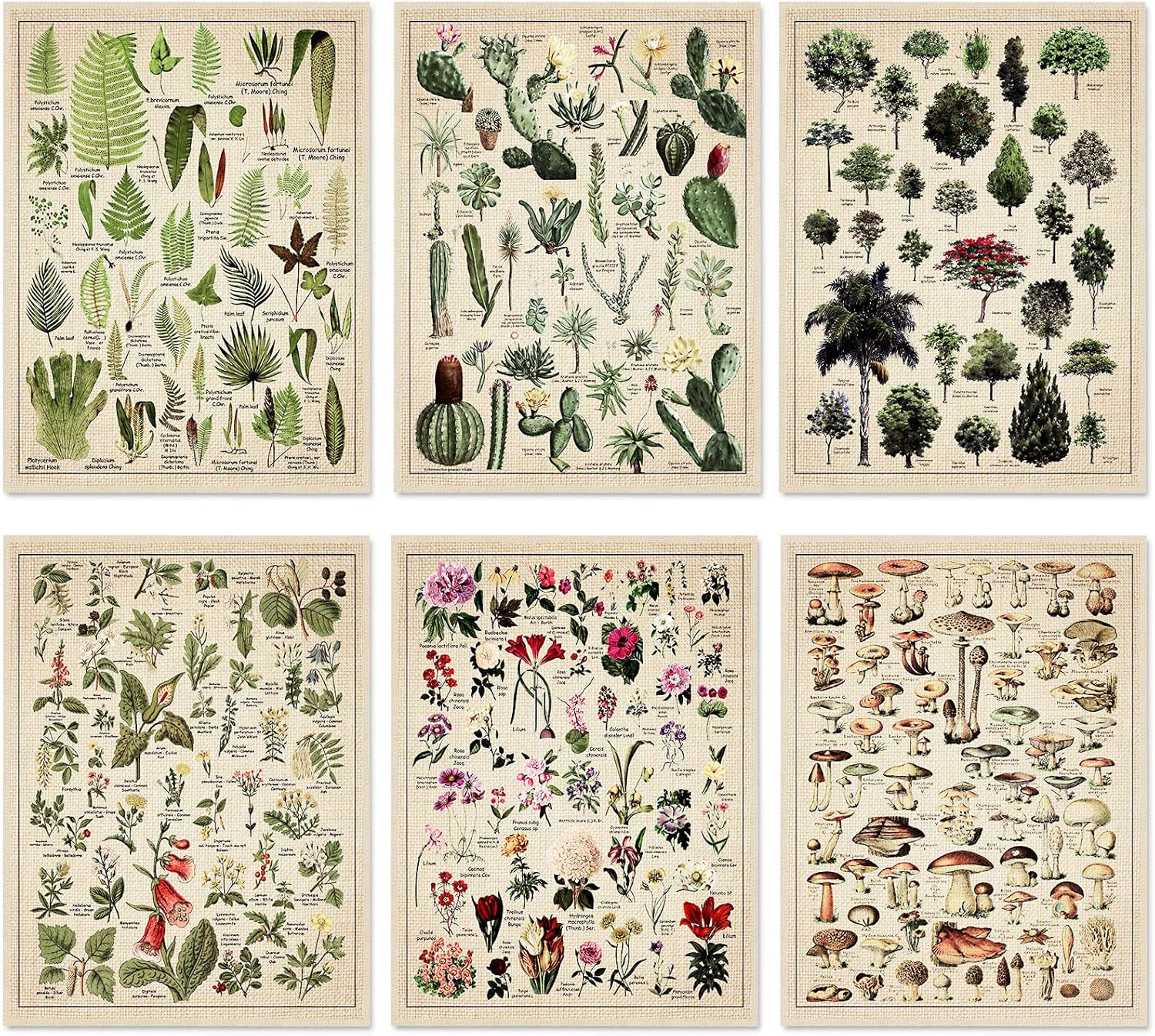 Amazon.com: Fainne Set of 6 Plant Poster Vintage Botanical Prints 12 x ...