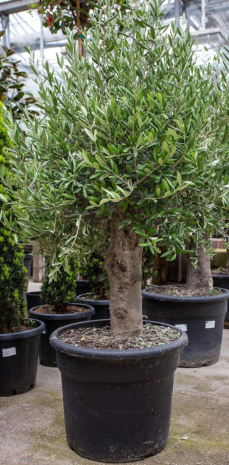 Large Established Olive Tree (65 Litre - 1.2m Tall) : Amazon.co.uk: Garden