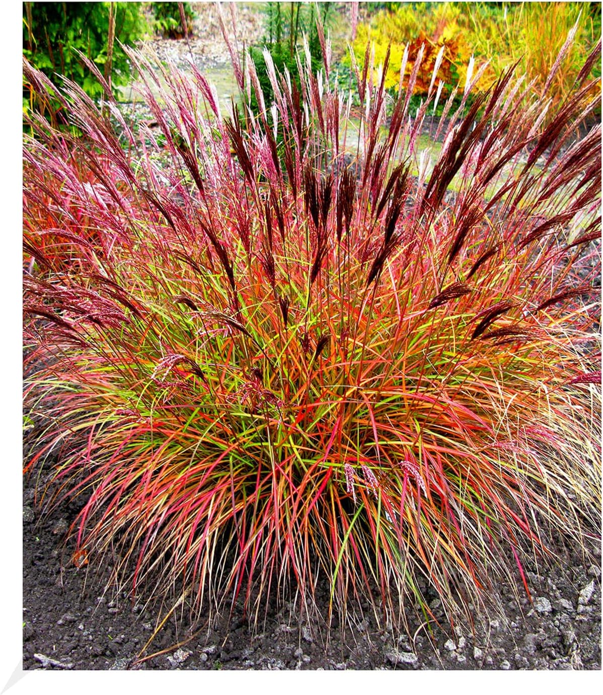 BALDUR Garten Chinaschilf Red Chief 1 Pflanze, Miscanthus sinensis ...