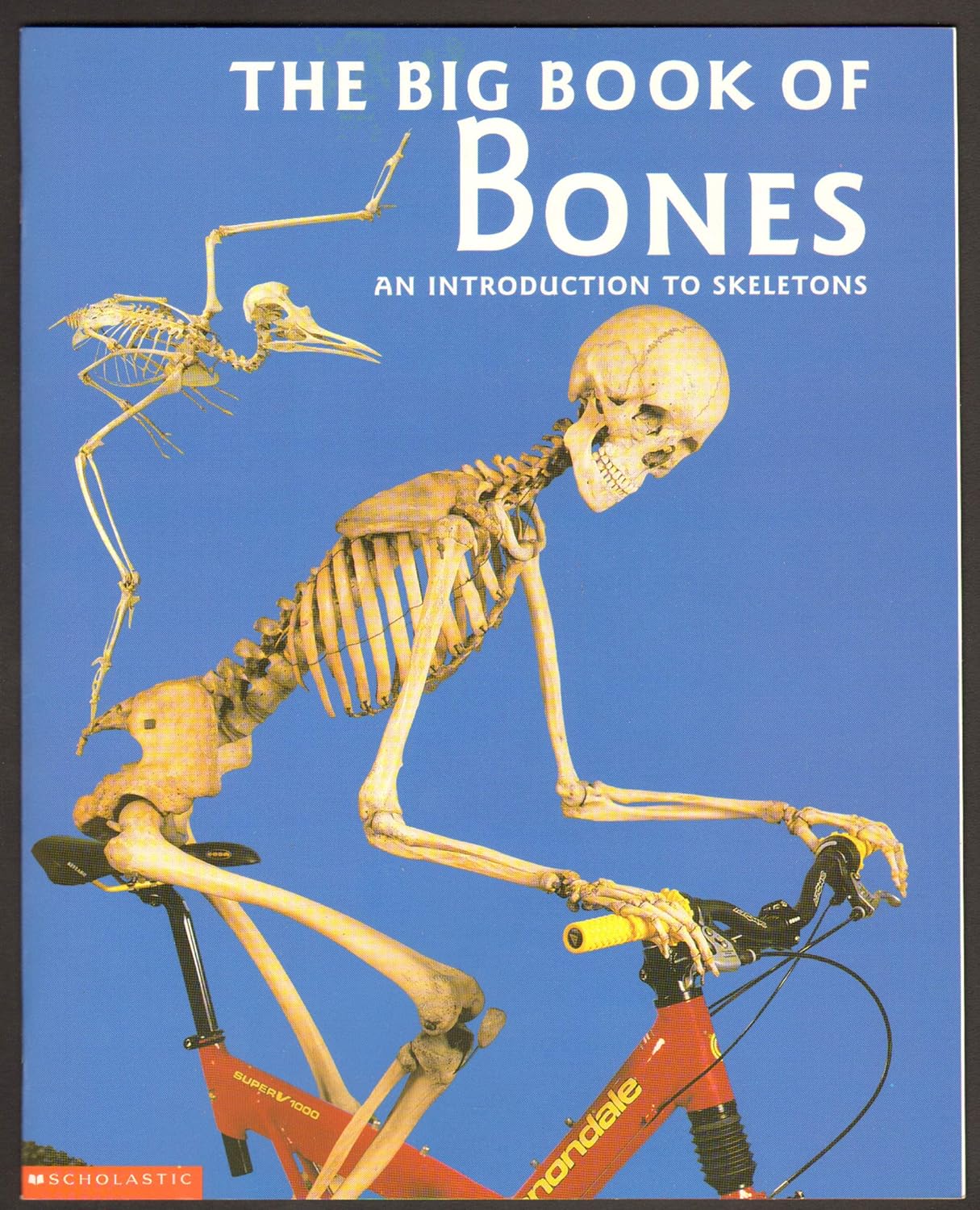 THE BIG BOOK OF BONES an Introduction to Skeletons: Claire Llewellyn ...