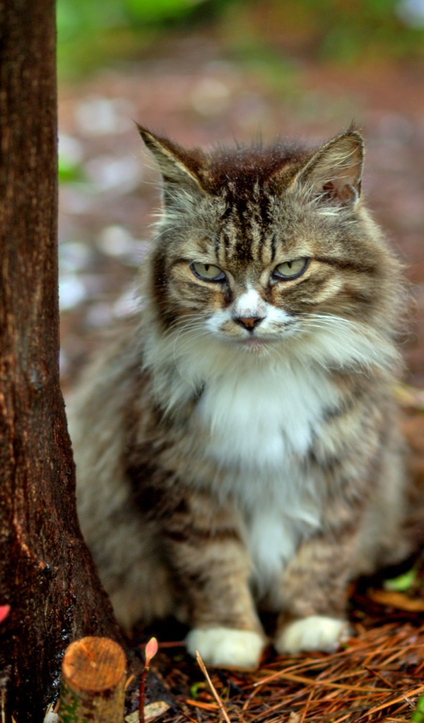 sad cat Wallpaper -- HD Wallpapers of sad cats! - App on Amazon Appstore