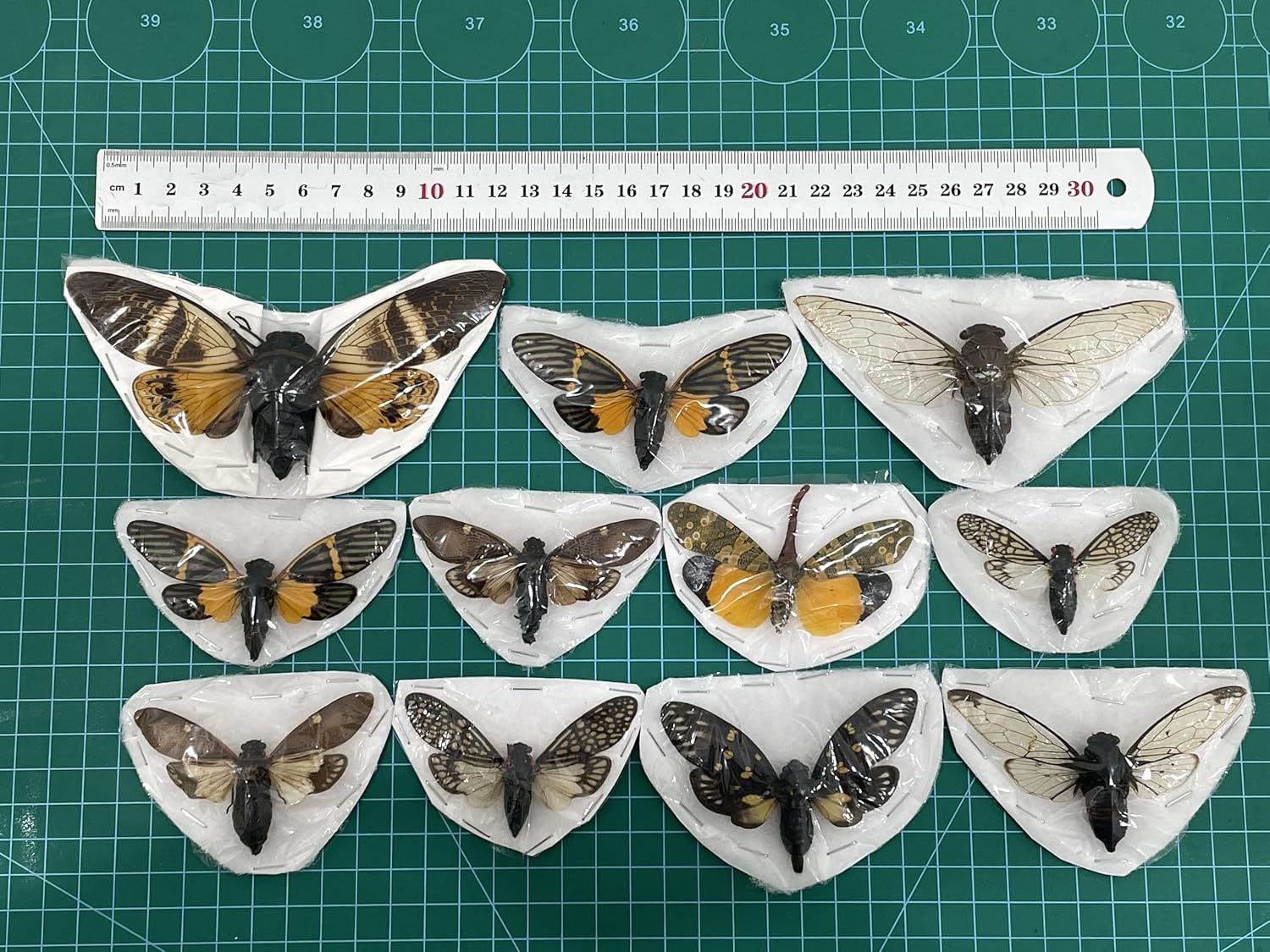 Amazon.com - 10 Real Assorted Cicadas Beetles Insect Taxidermy Dried ...