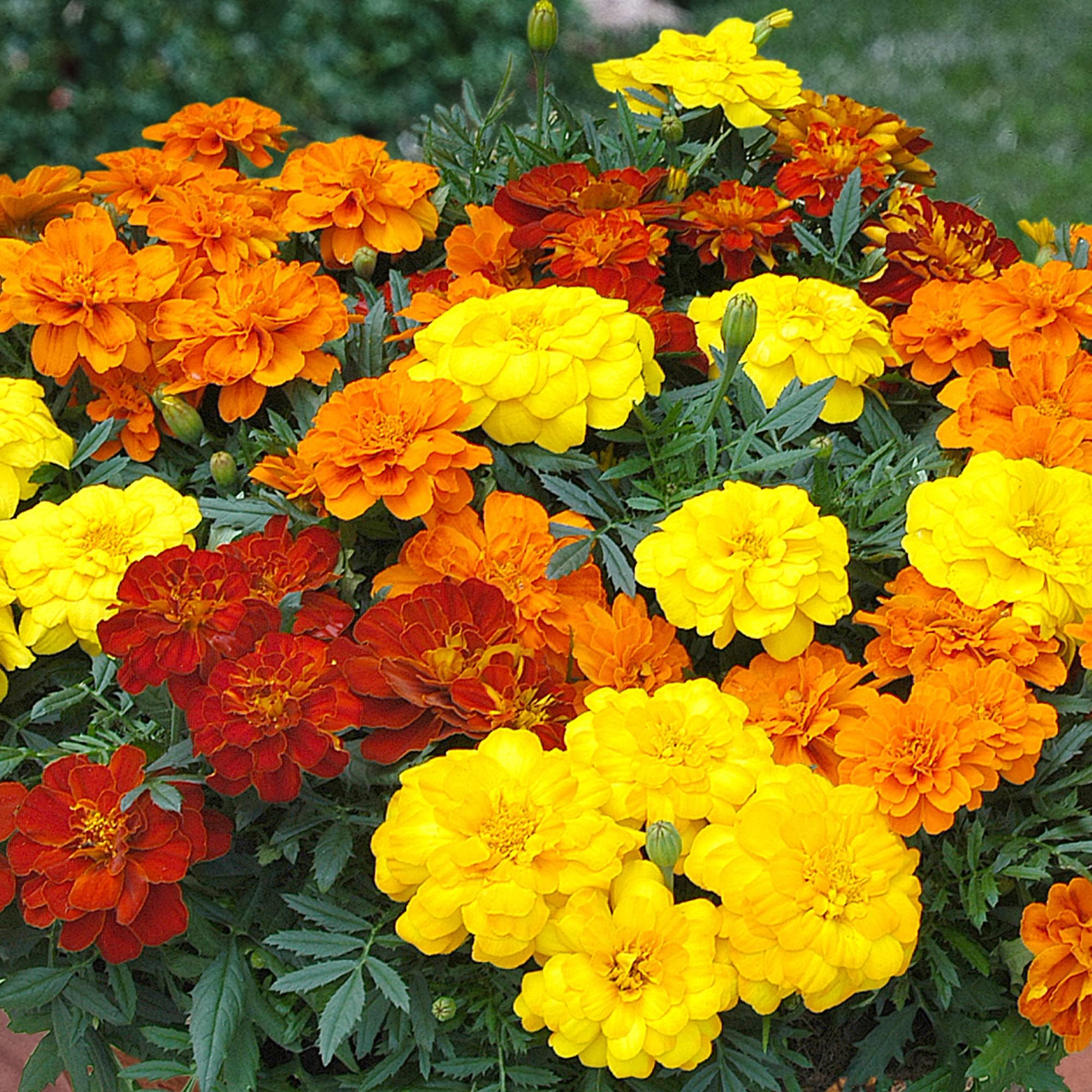 Marigold Endurance Mix F1 - Extra Large Double Flowers in Sunset Gold ...