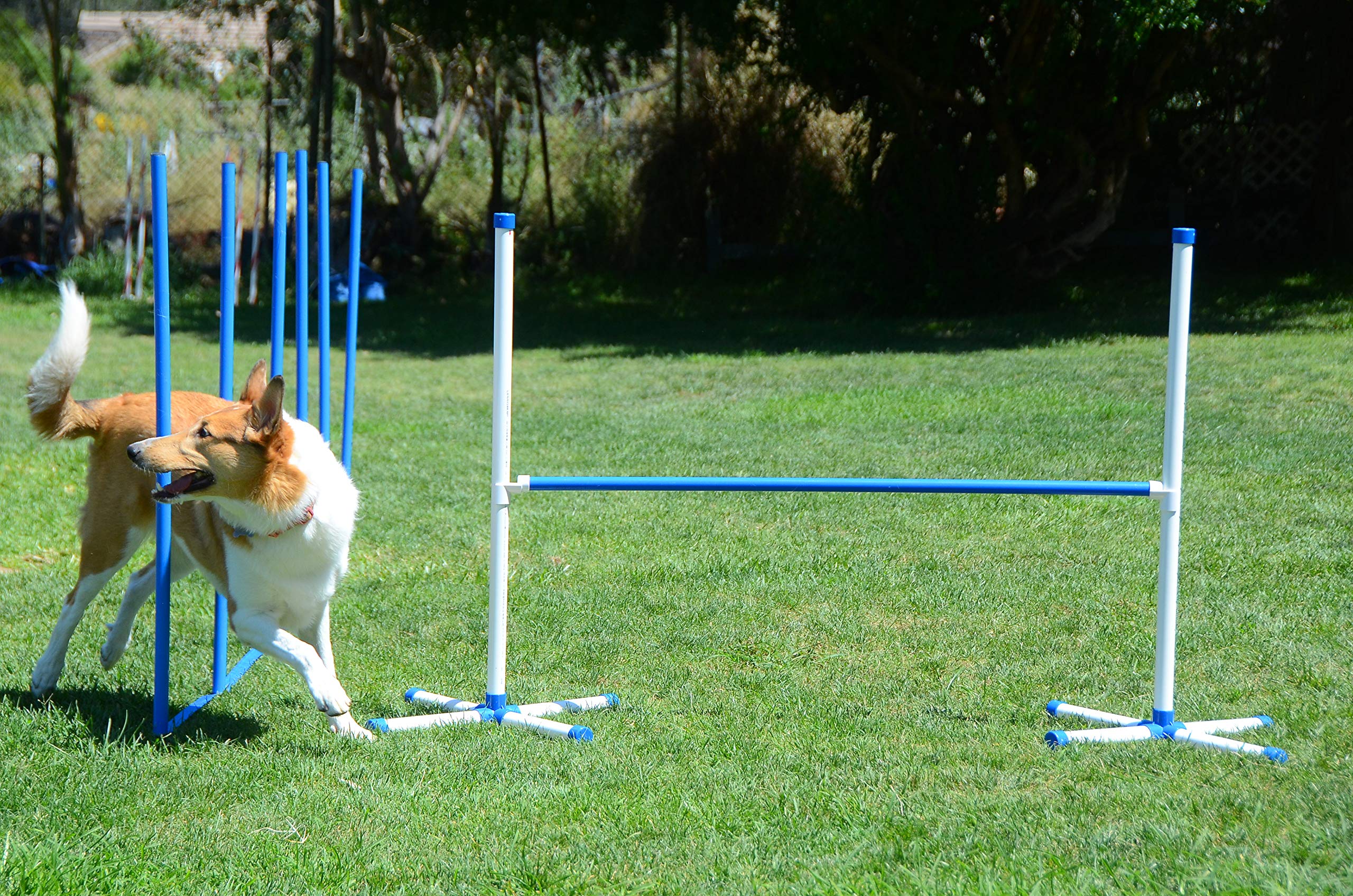 How Do I Teach My Dog To Jump Over Hurdles
