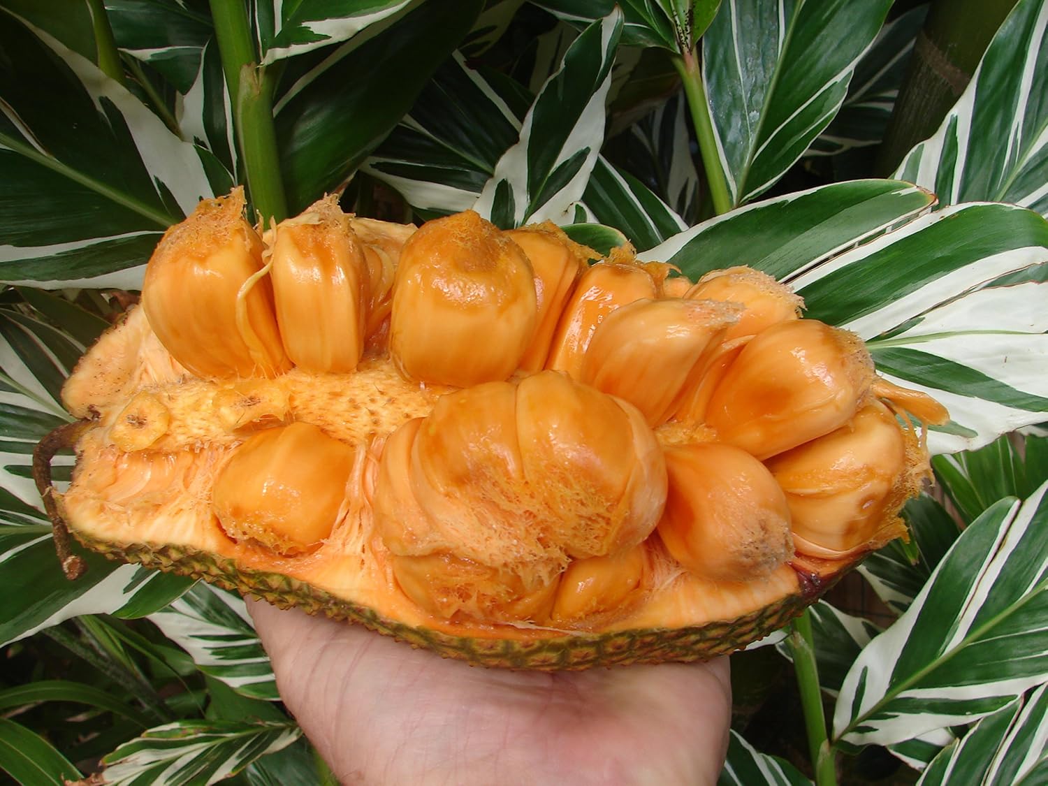 Royal Paradise Garden Rare Artocarpus integer Malaysian Cempedak Fruit ...