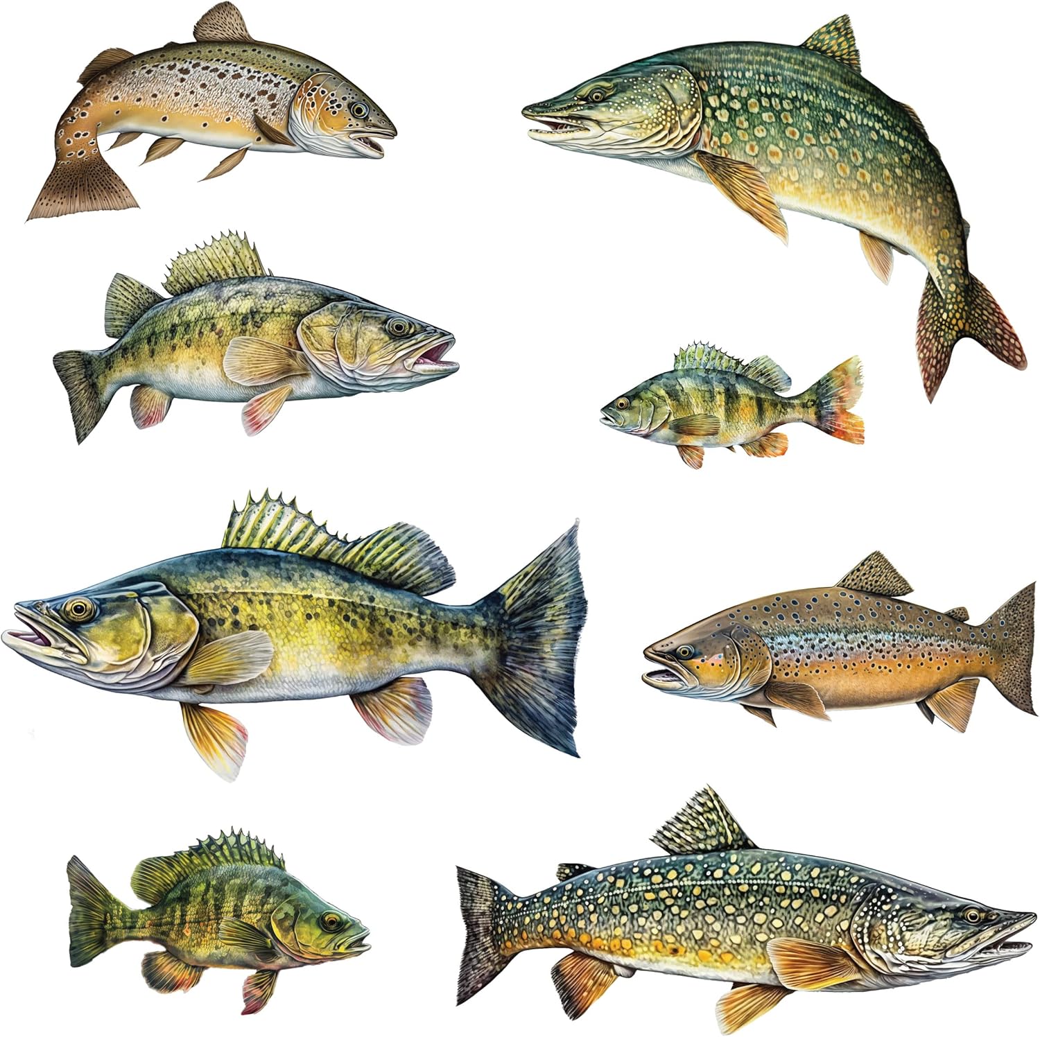 Amazon.com: Fish Wall Decals - Brown Trout, Walleye, Yellow Perch ...