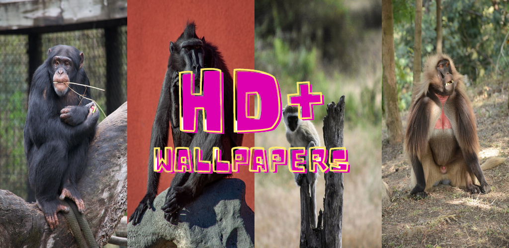 4K Monkey Wallpapers - App on Amazon Appstore