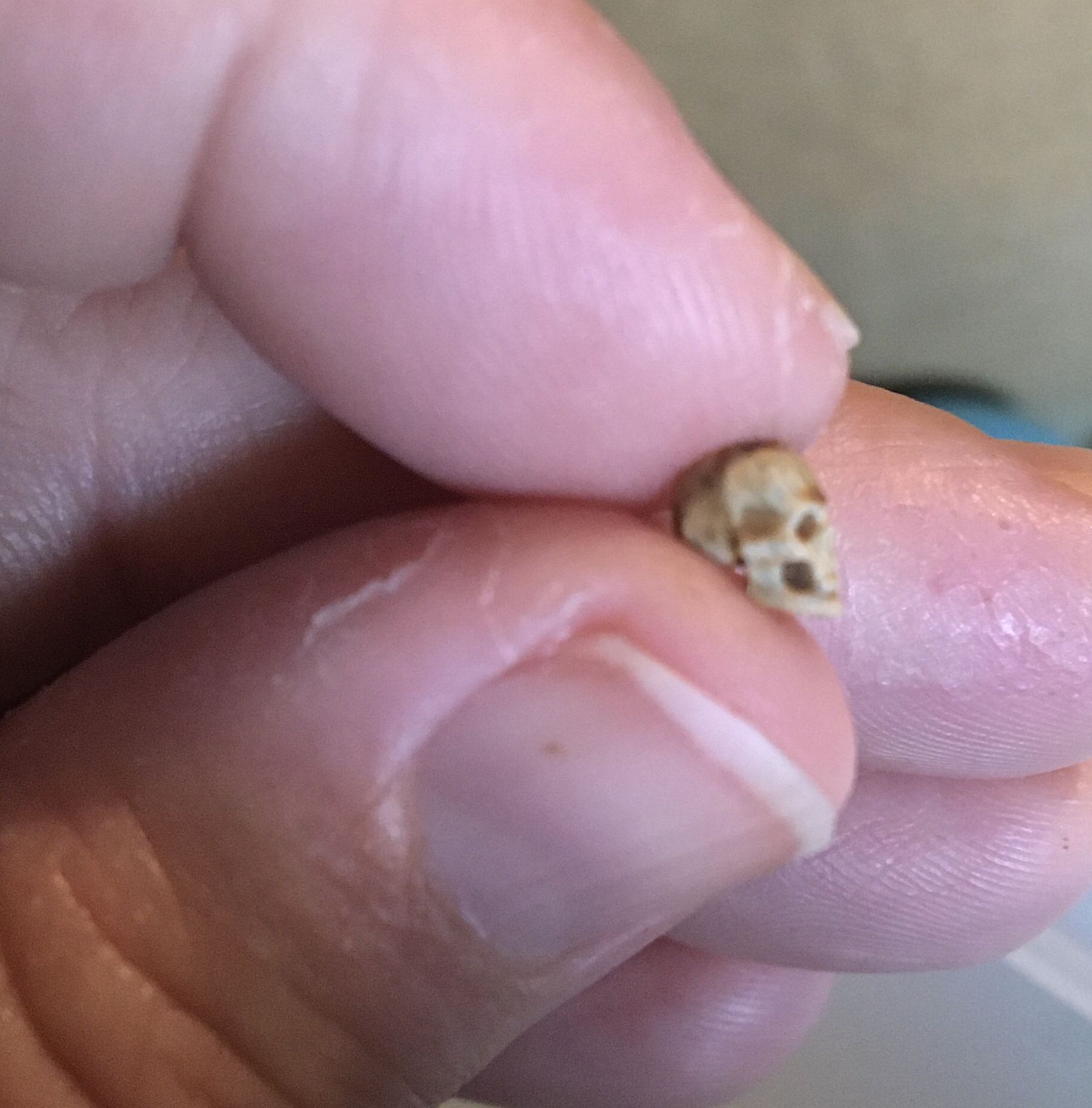 $2/mo - Finance Games Workshop Citadel Base Paint: Wraithbone (12ml ...