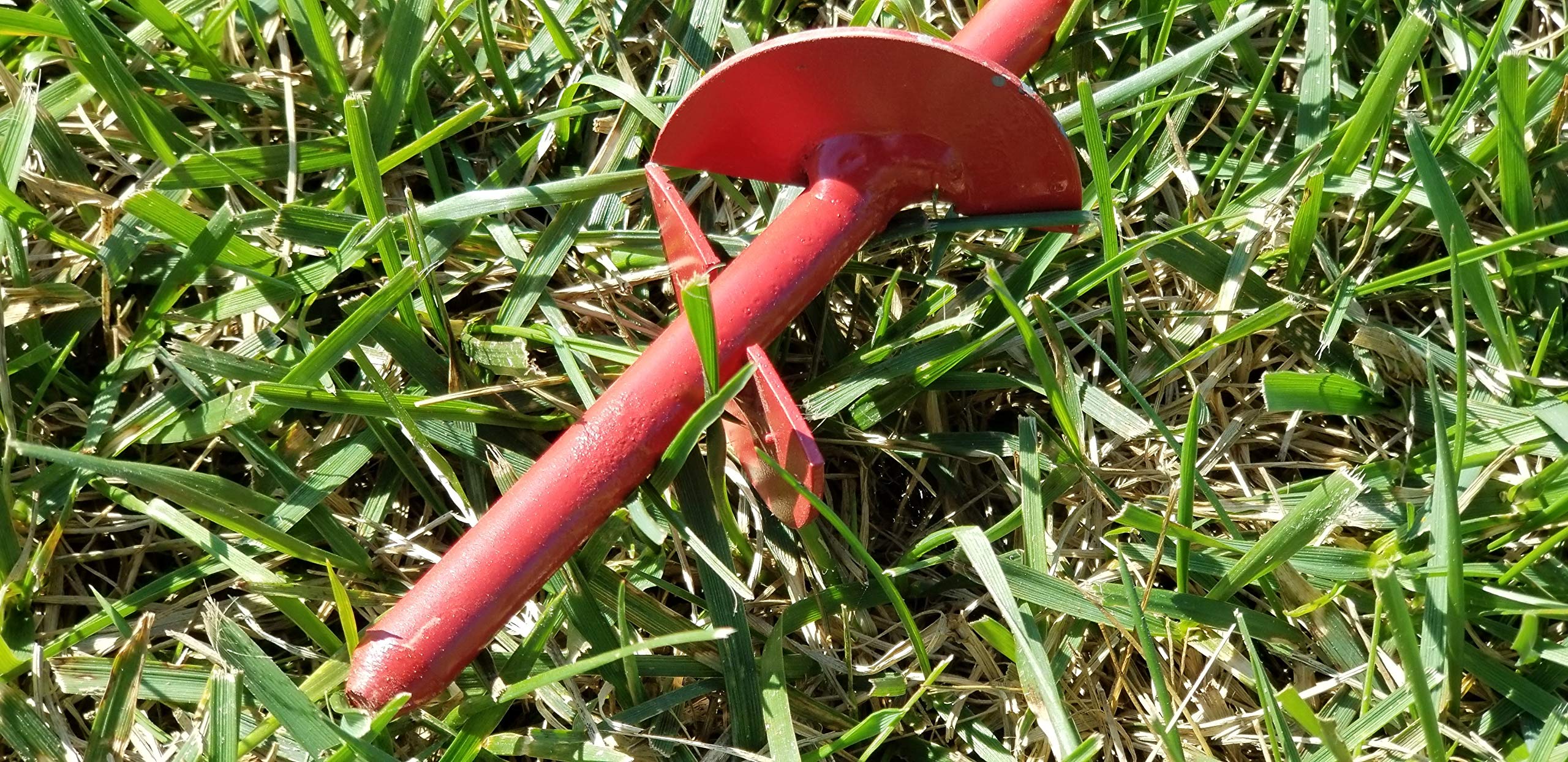 50 Zoysia Grass Plugs & Auger | Beginner's Pack: Buy Online in INDIA at ...