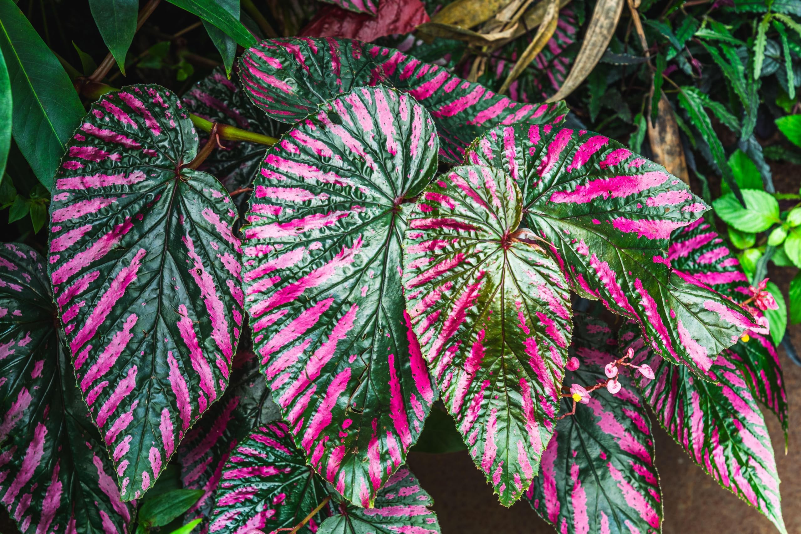 Amazon.com : Fancy Leaf Caladium - June Bride - Large Size Root - Zones ...