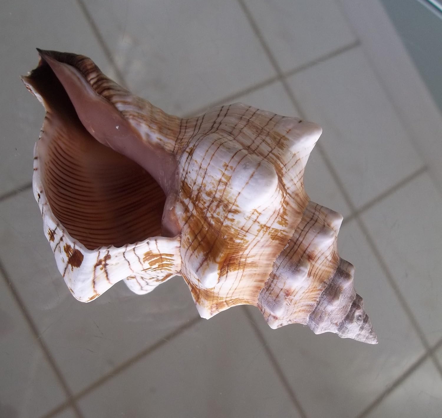 Amazon.com : Striped Fox Horse Conch Sea Shell Size 6" Nautical Beach ...