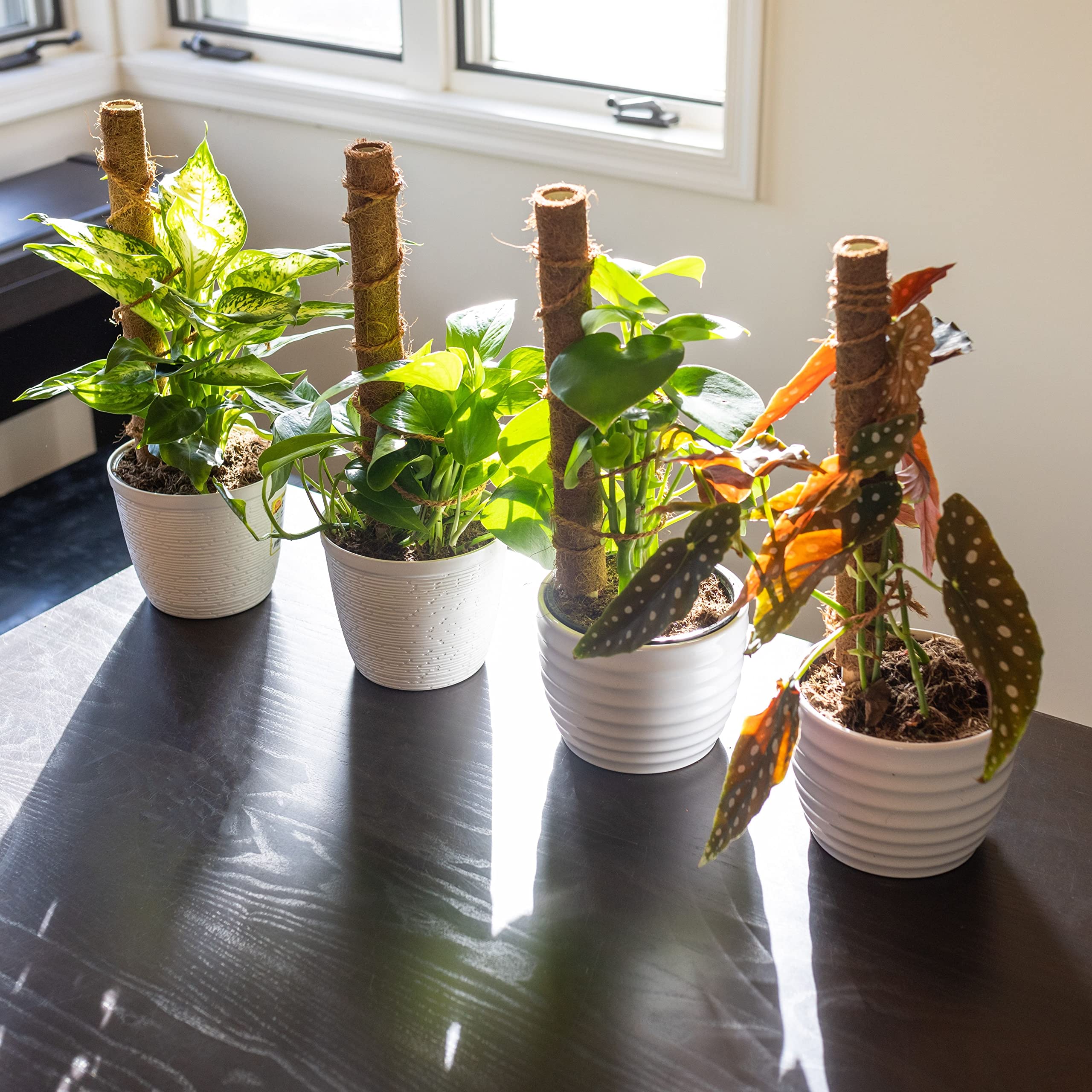 SKARBY 4 Pack Coir Totem Pole 17" Each (merge-able to 55") Extendable ...