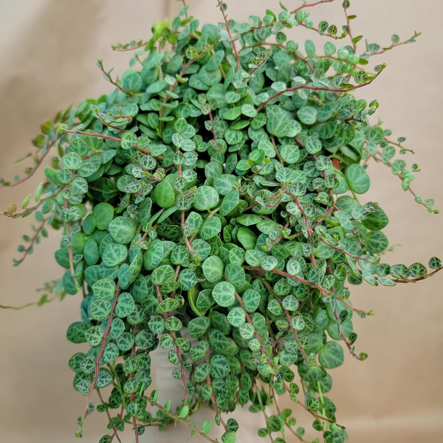 Amazon.com : Peperomia Prostrata “String of Turtles” – Live Indoor ...