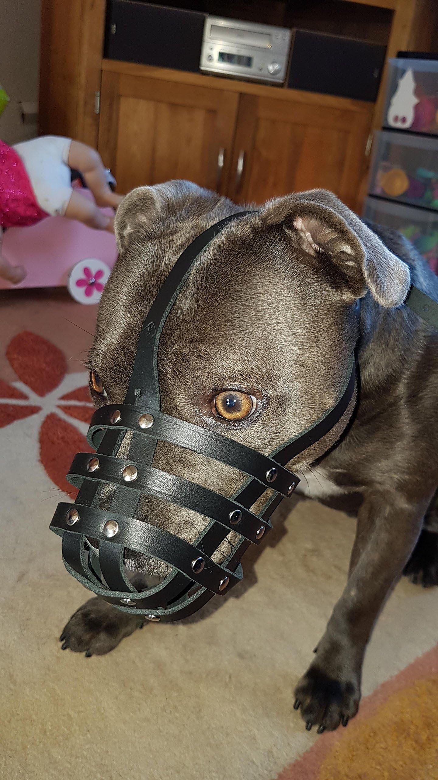 Light Real leather Dog Muzzle for Staffordshire Bull Terrier Staffy ...