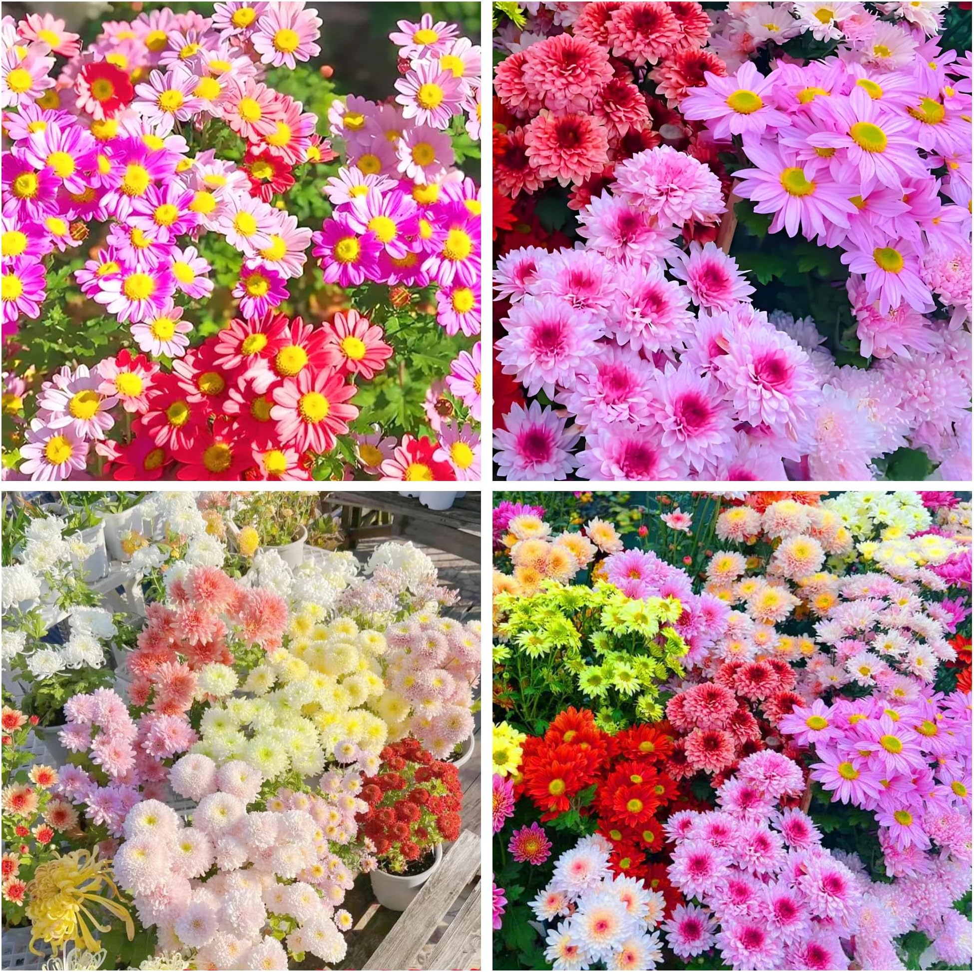 Amazon.com : 1000+Pyrethrum Seeds for Planting -Pyrethrum Flower Seeds ...