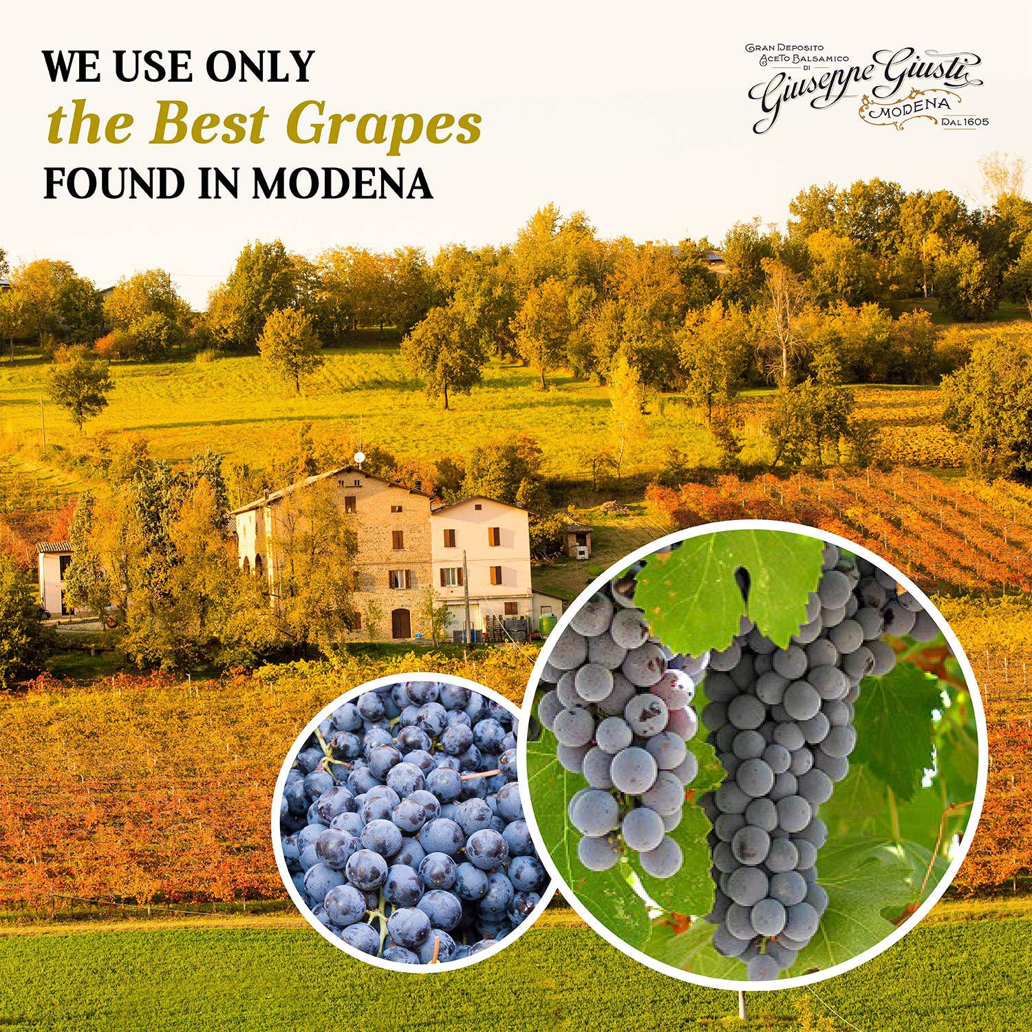 Giusti Giuseppe Modena Balsamic Vinegar, 5 Gold Medals "Banda Rossa ...