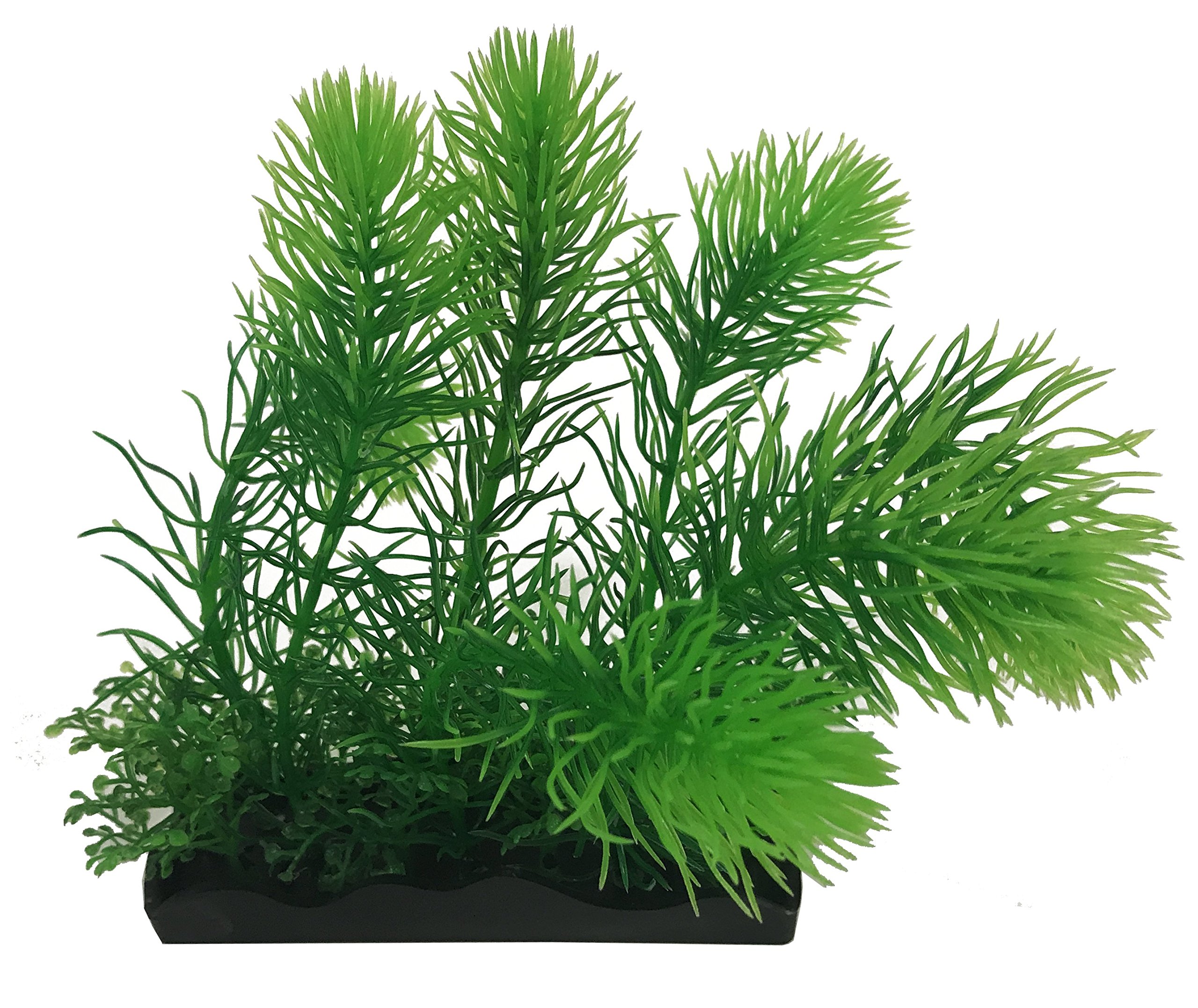 Water Sprite Aquarium Plant