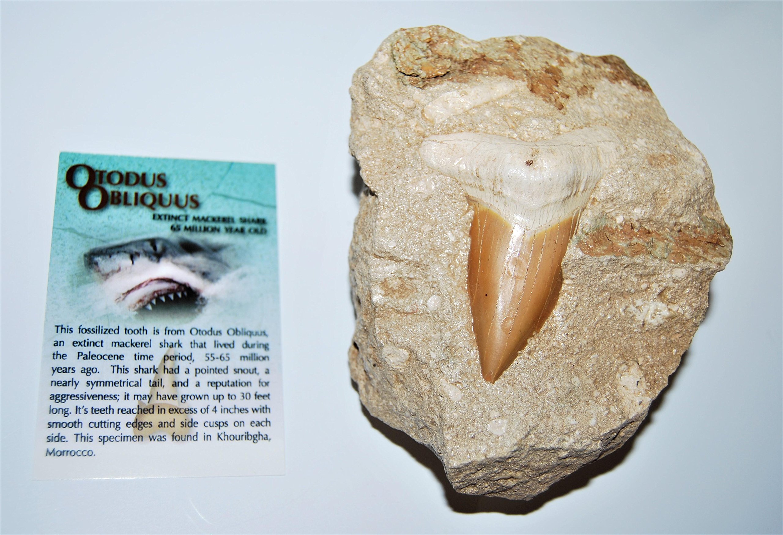 Shark Tooth Fossil In Rock