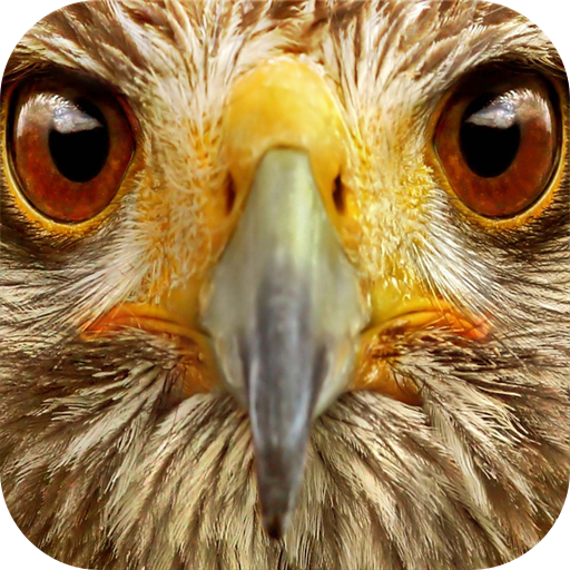 Animal Sounds 100+ - App on Amazon Appstore