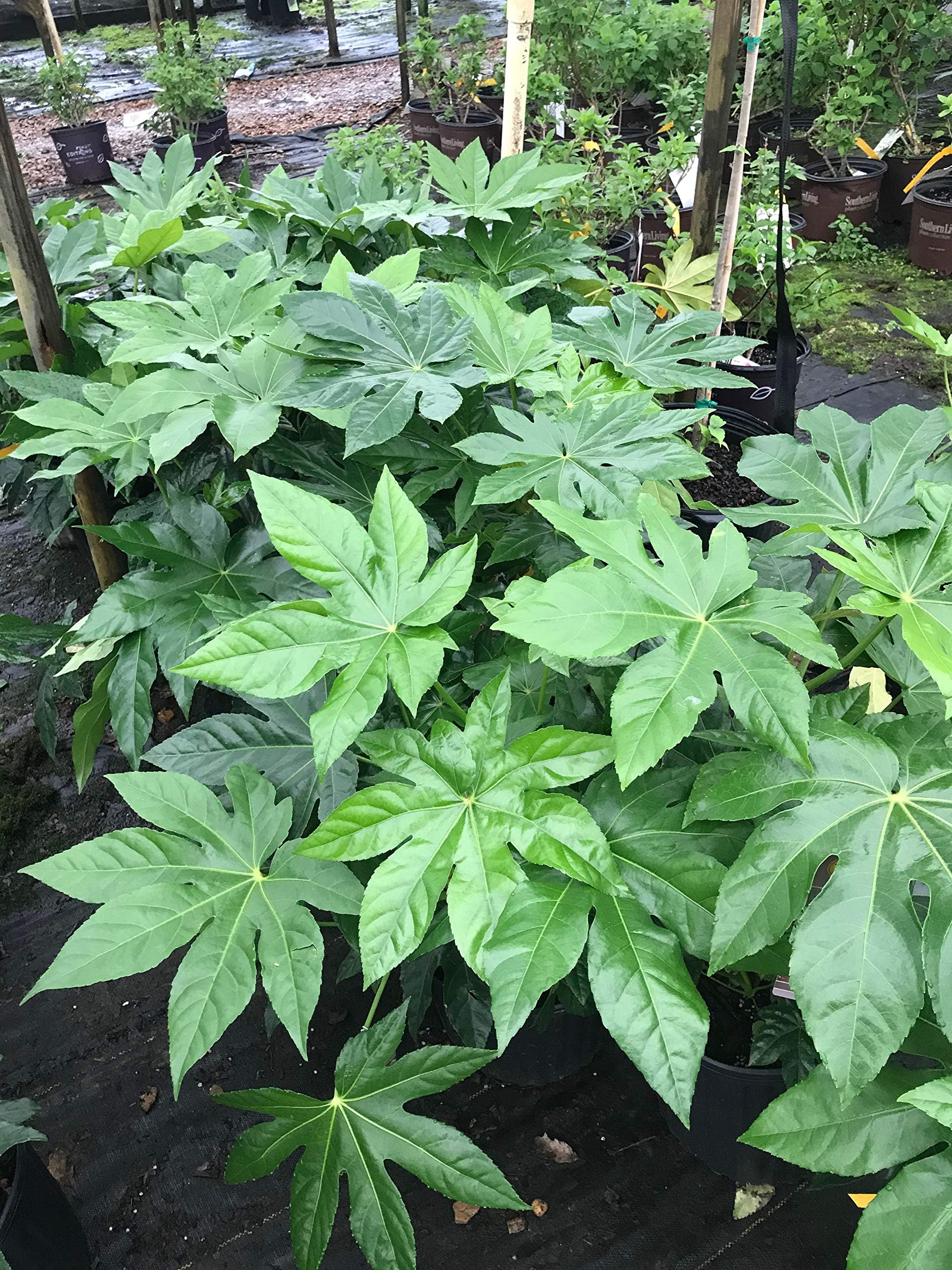 Amazon.com : Evergreen Fatsia (Fatsia Japonica) : Shrub Plants : Patio ...