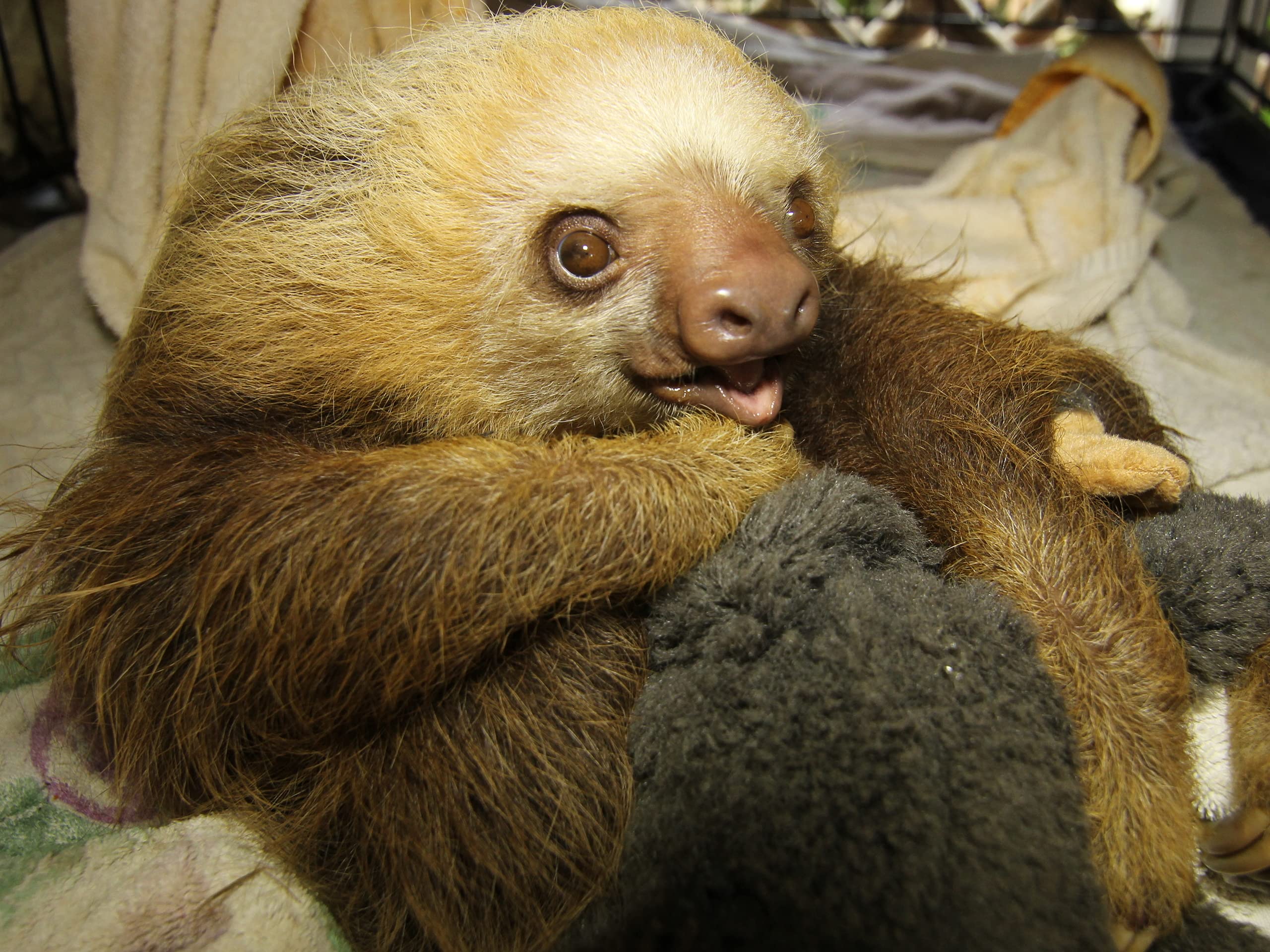 Watch Meet The Sloths - Season 1 | Prime Video