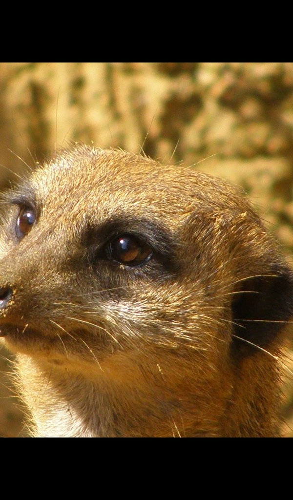 cute meerkat Wallpaper -- HD Wallpapers of cute meerkats! - App on the ...